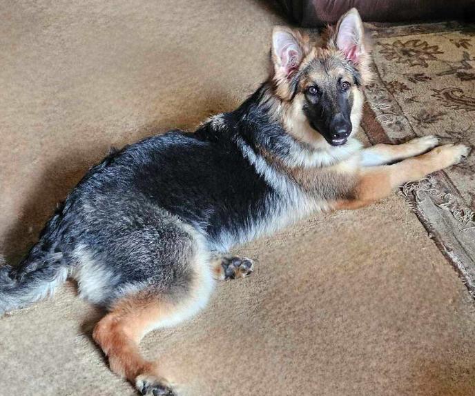 Dog for adoption - Bluebell, a German Shepherd Dog in Brookfield, CT ...