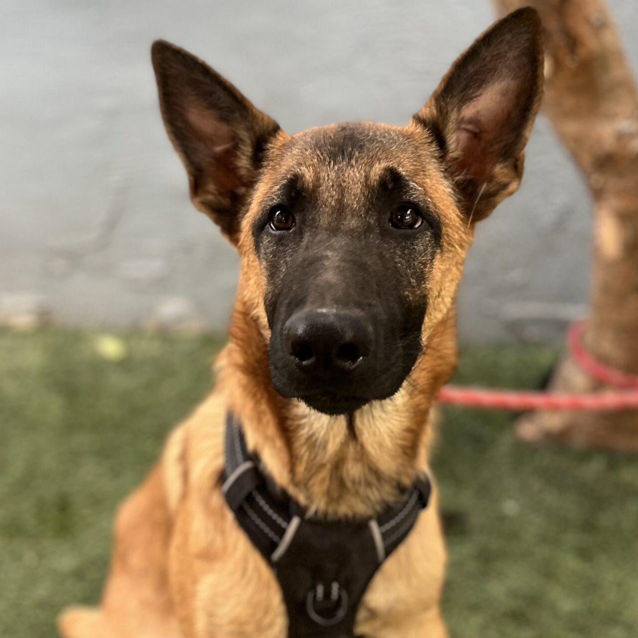 Dog for adoption - King, a Belgian Shepherd / Malinois & Labrador ...