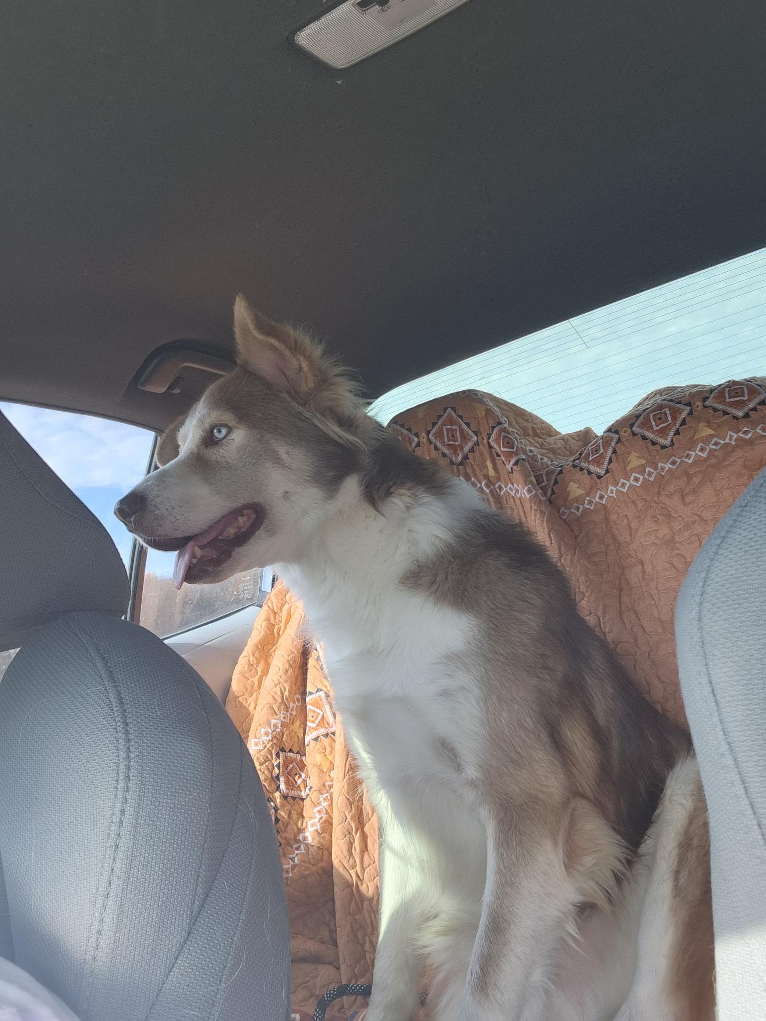 Dog for adoption - Duke 2, a Siberian Husky Mix in Saint Petersburg, FL ...
