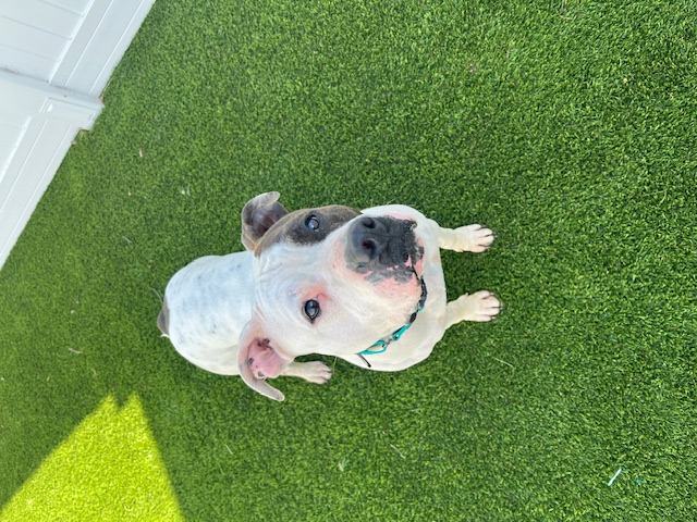 Dog for adoption - Spangle, an American Staffordshire Terrier in ...