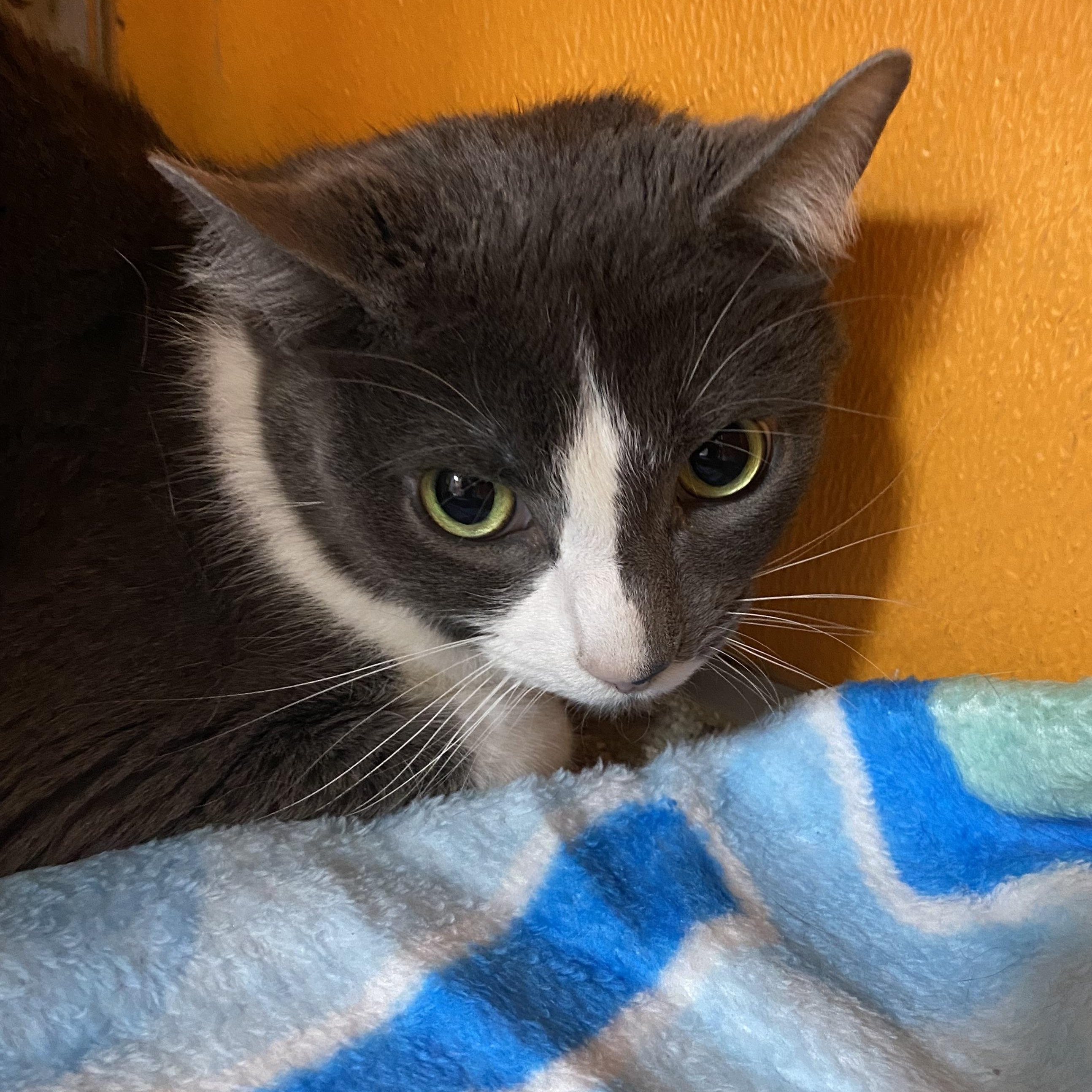 Cat for adoption - Tubby, a Domestic Short Hair in Elyria, OH | Petfinder