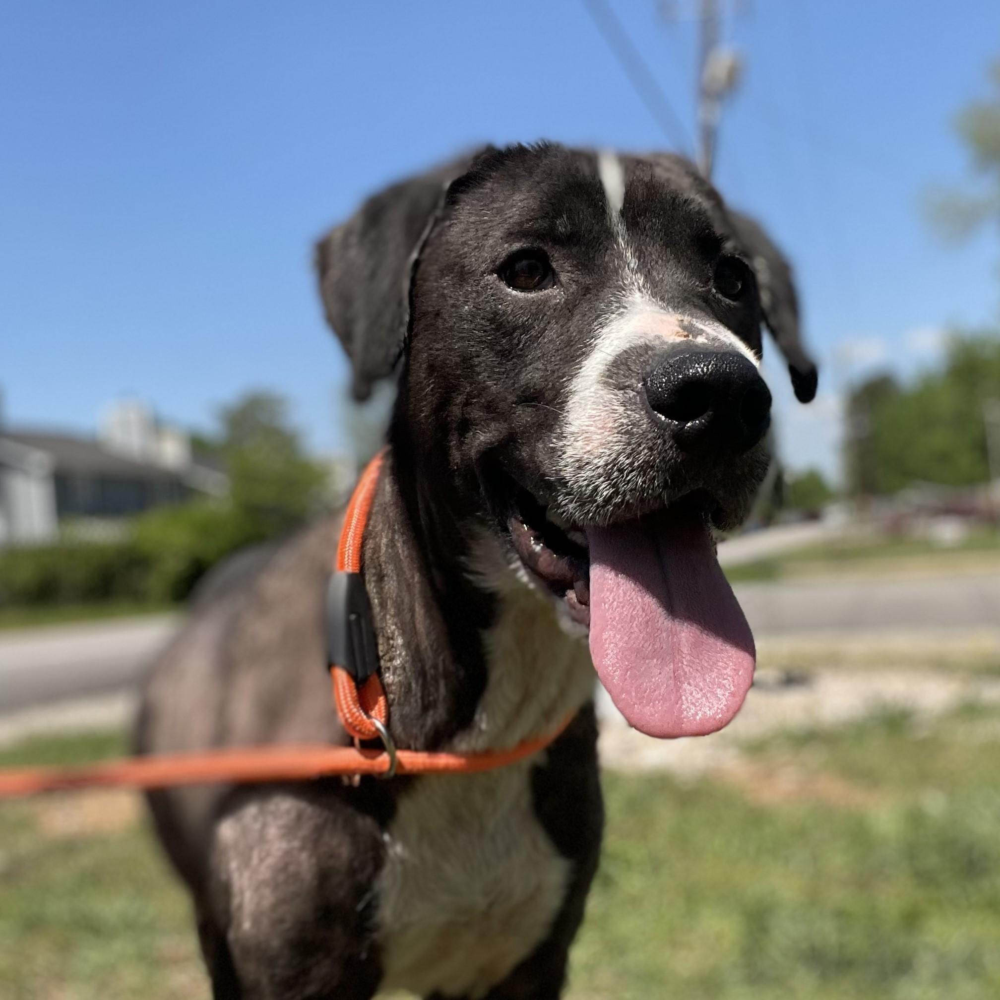 Dog for adoption - Roger, a Pit Bull Terrier Mix in Northwood, NH ...