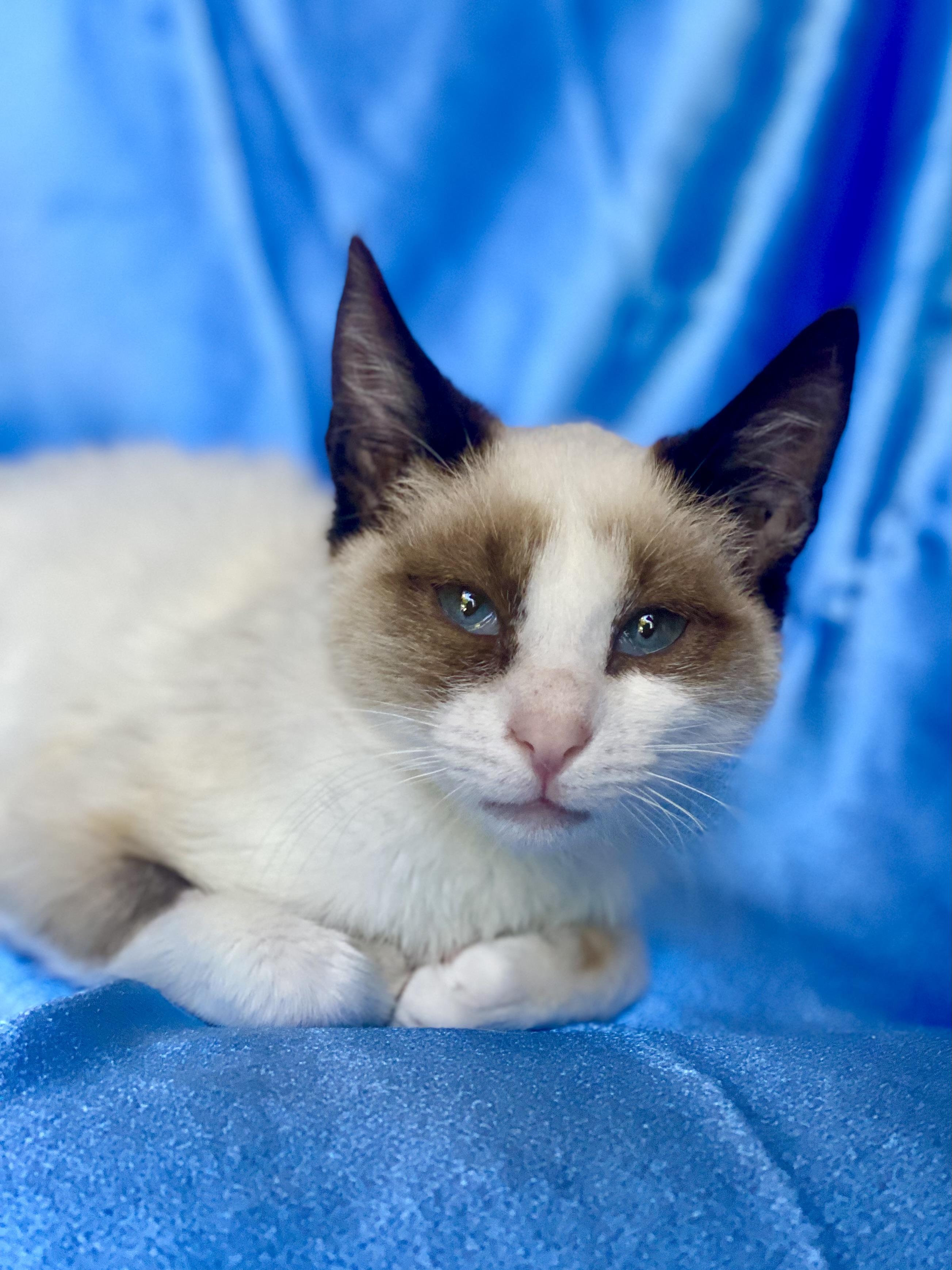 Cat for adoption - Milky Way, a Siamese in Rowland Heights, CA | Petfinder