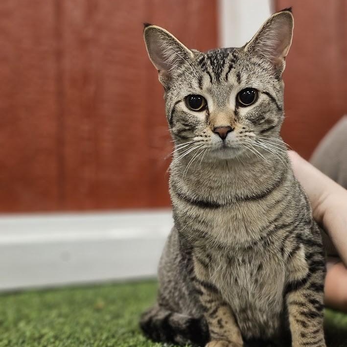 Cat for adoption - Tabitha, a Domestic Short Hair Mix in Saint Cloud, MN | Petfinder