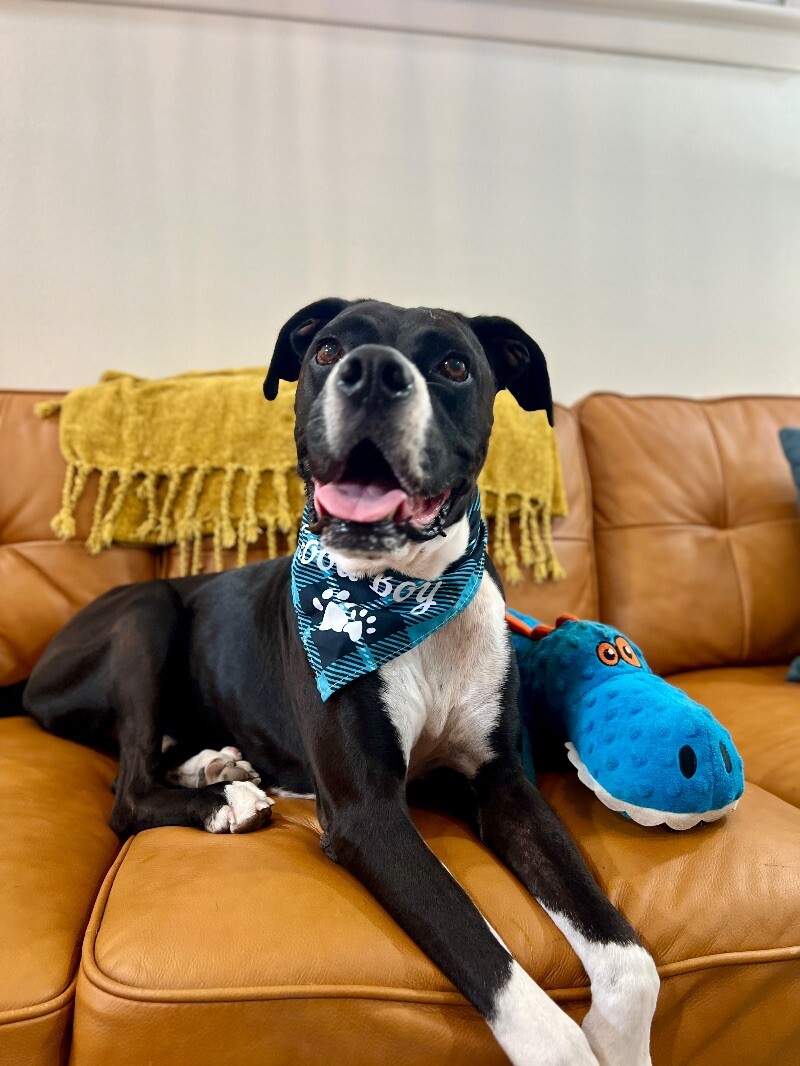 Dog for adoption - Kobi Smith, a Boxer & Pit Bull Terrier Mix in Provo ...