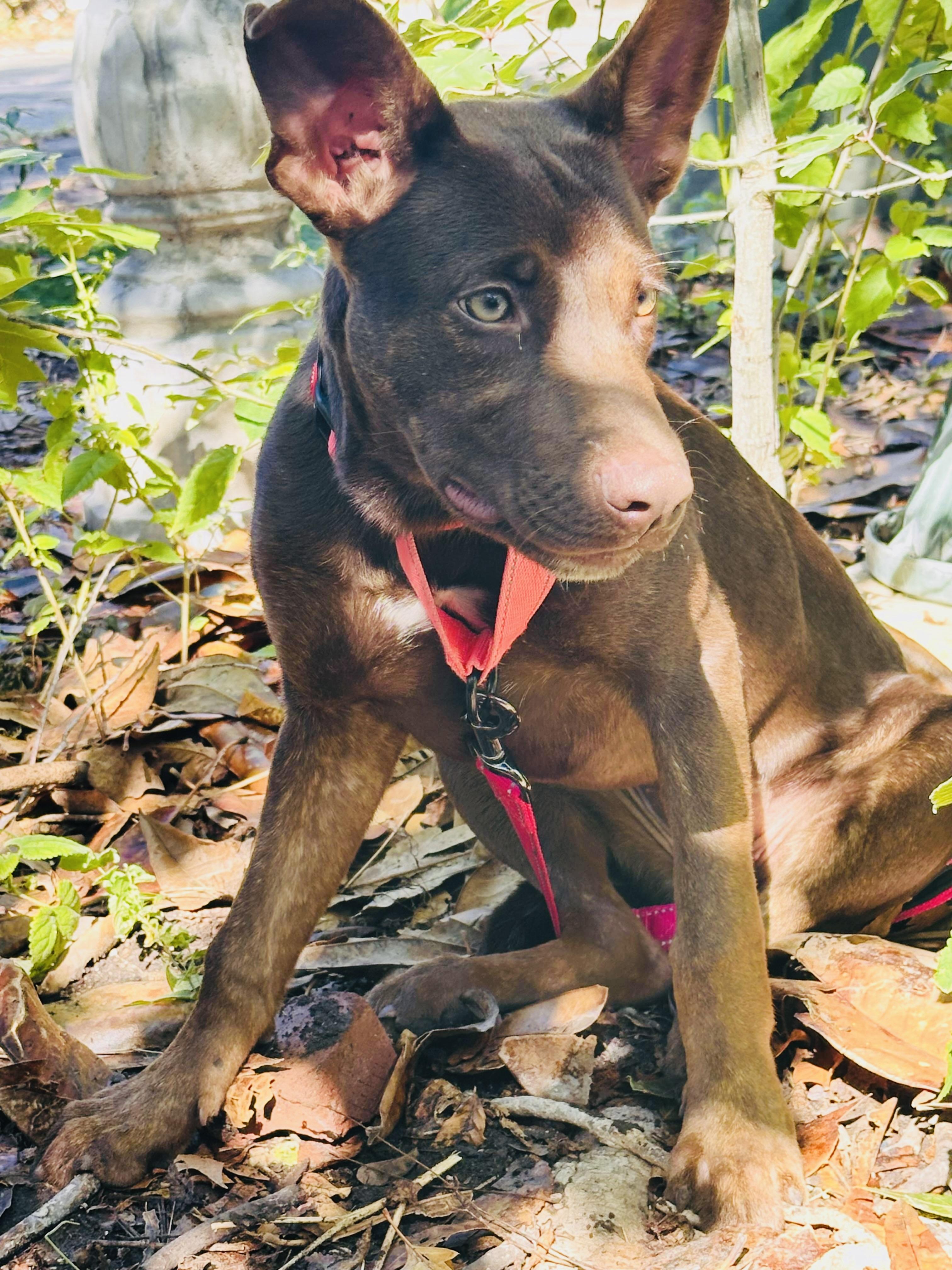 Dog for adoption - Brooke, a Labrador Retriever Mix in Albany , NY ...