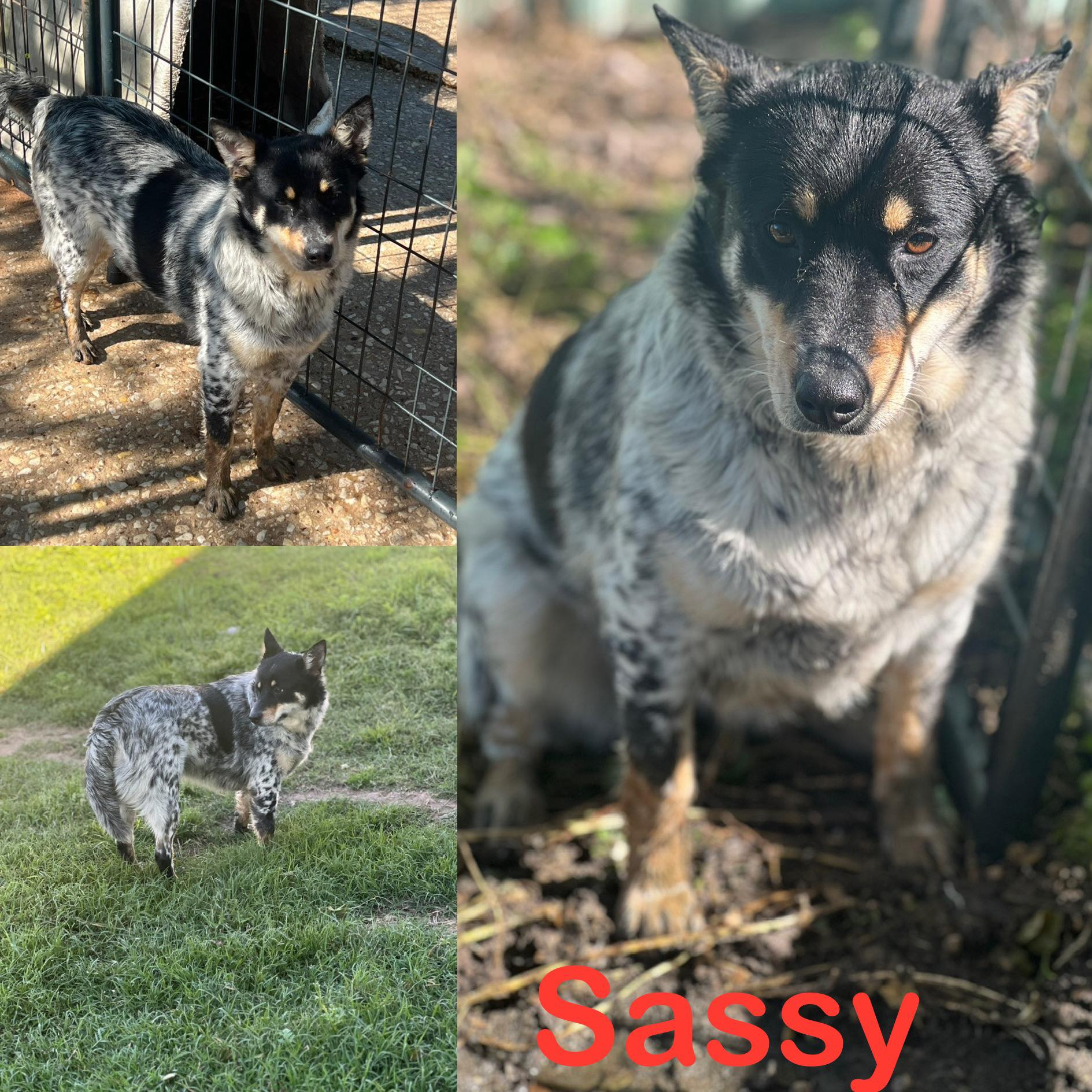 Dog for adoption - Sassy, an Australian Cattle Dog / Blue Heeler in ...