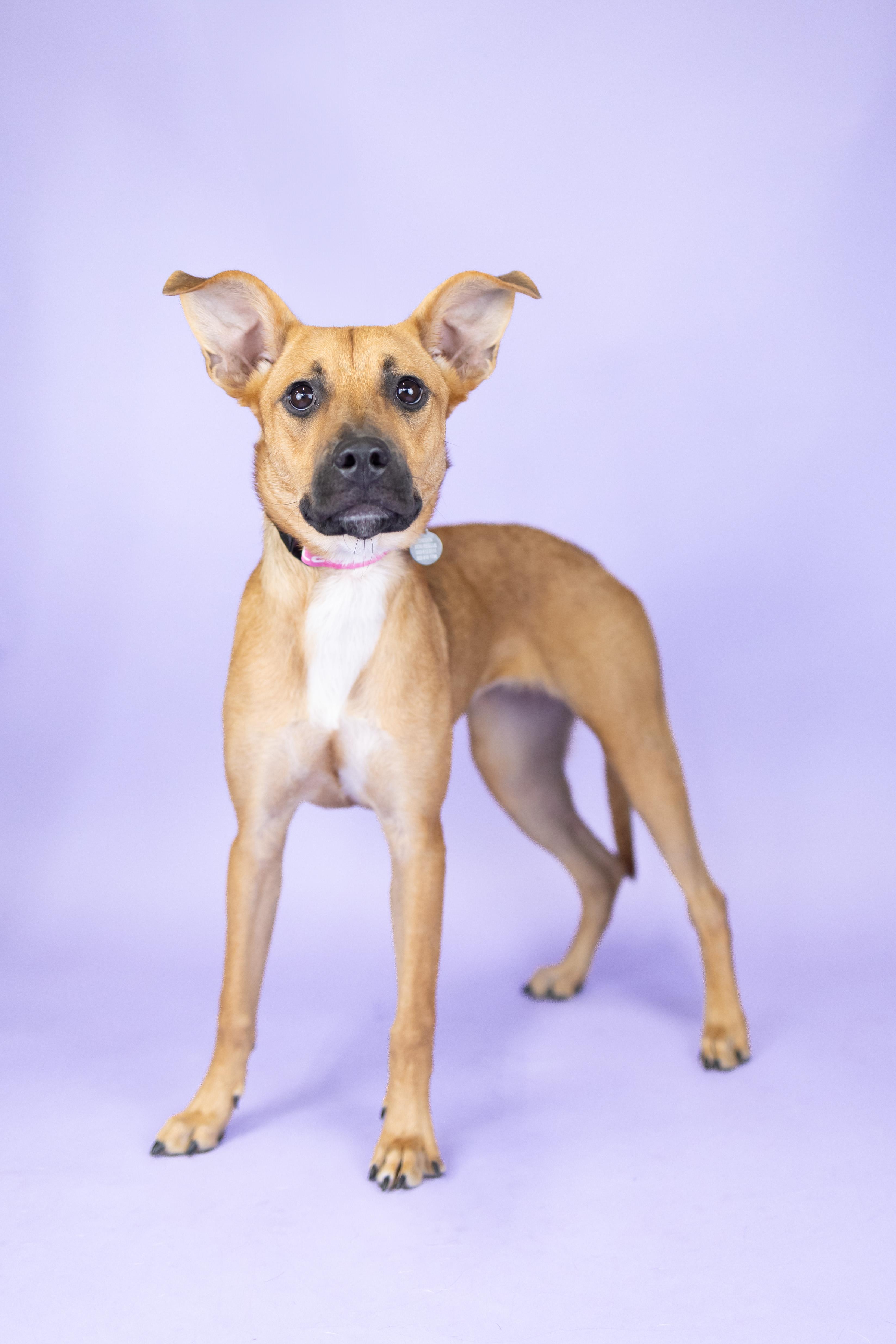 Dog for adoption - Zoe, a Mixed Breed in Portland, OR | Petfinder