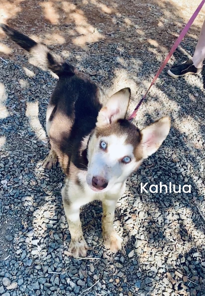 Dog for adoption - KAHLUA, a Siberian Husky in Yuba city, CA | Petfinder