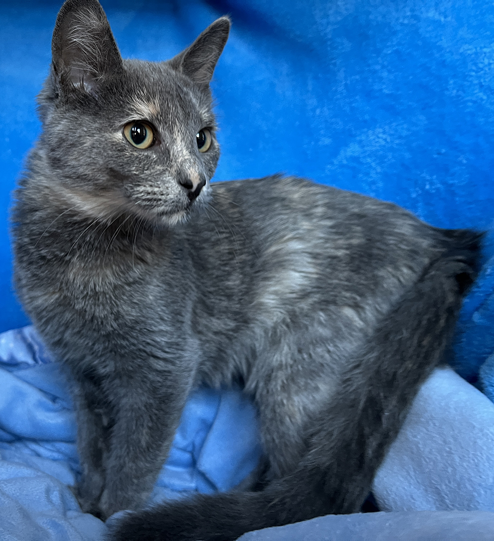 Cat for adoption - Jasmine, a Dilute Tortoiseshell in Tigard, OR ...