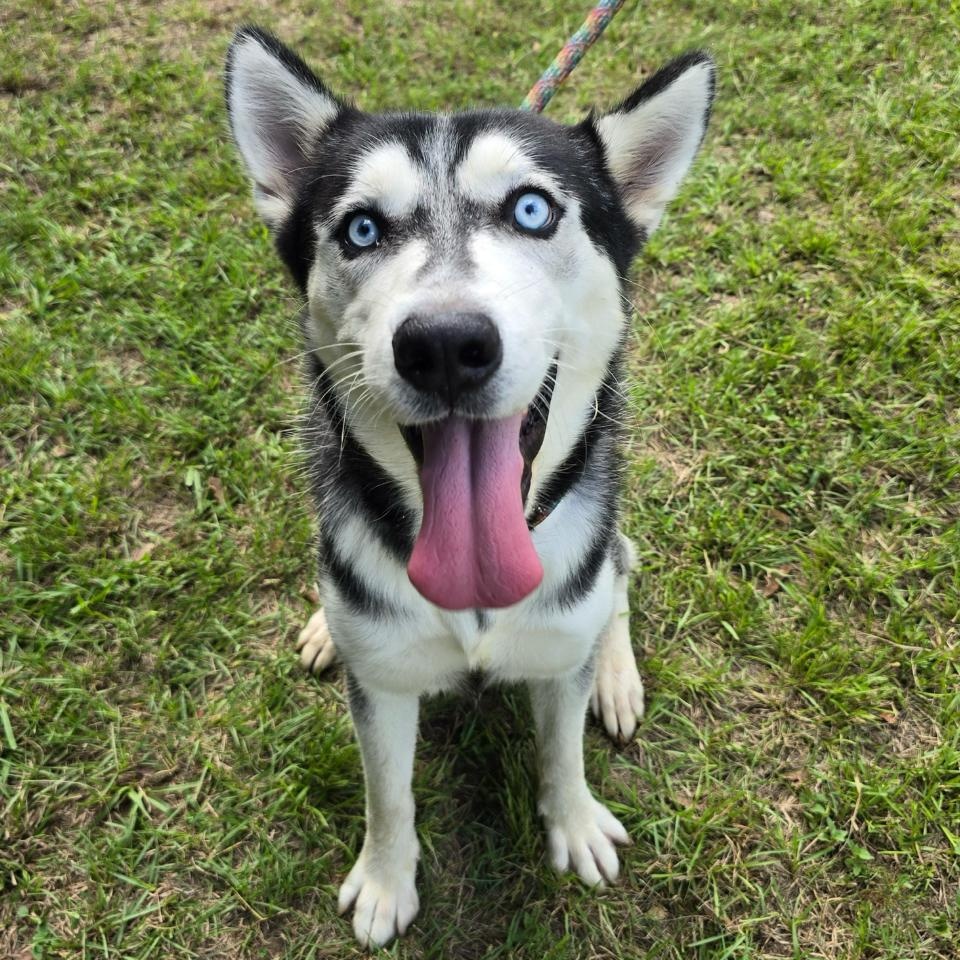 Dog for adoption - Icee, a Husky Mix in Hershey, PA | Petfinder