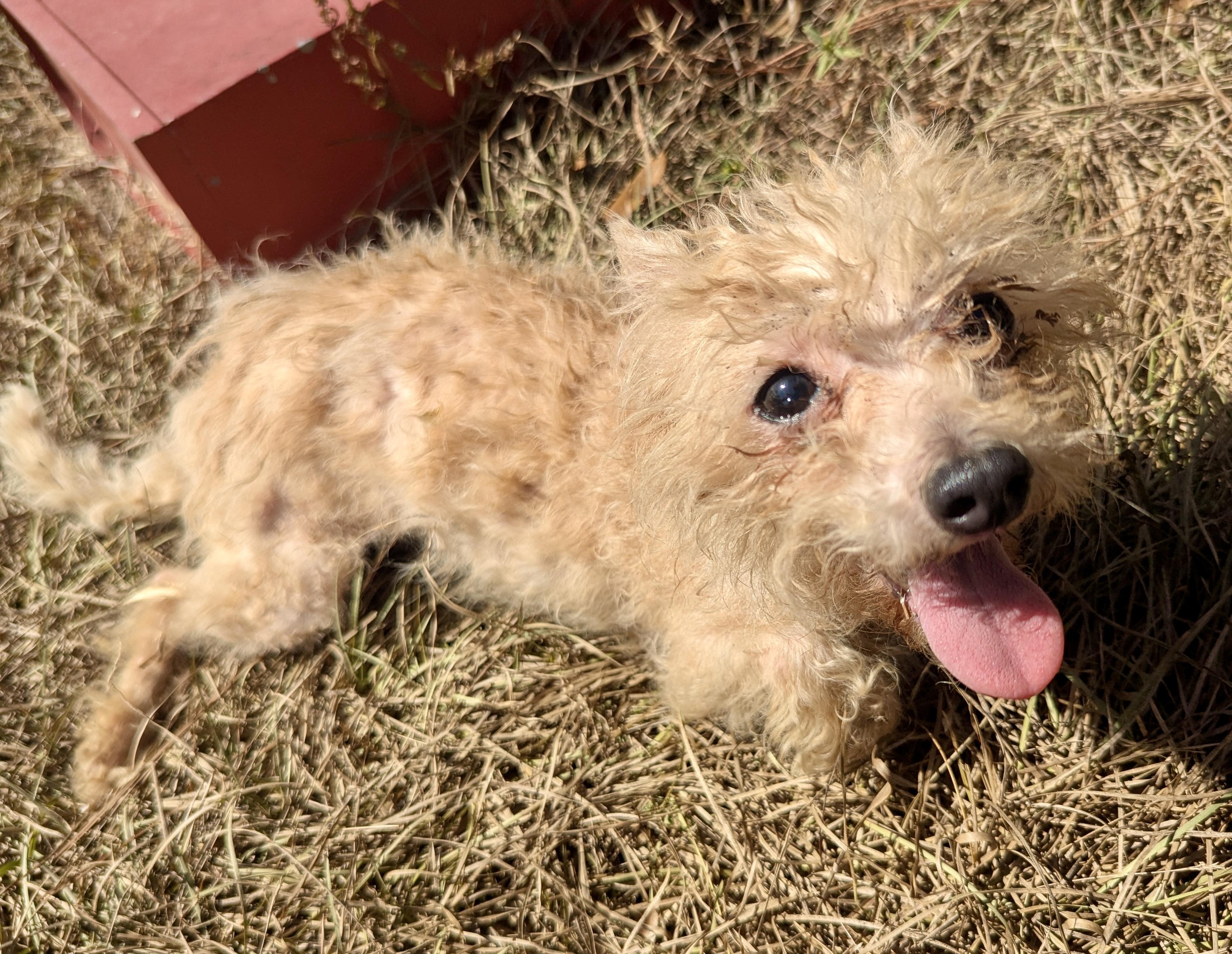 Dog for adoption - POPPY, a Yorkie Poo Mix in West Dover, VT | Petfinder