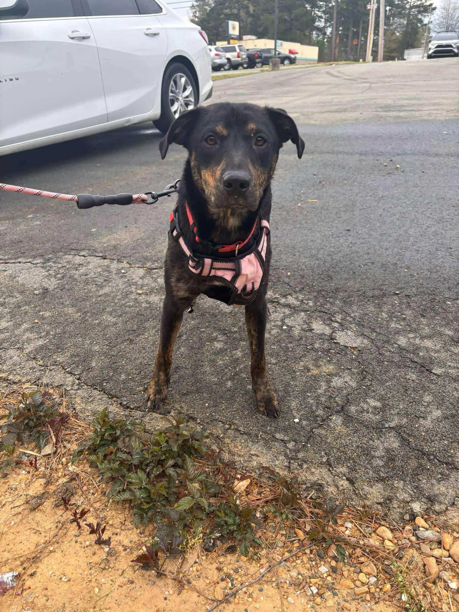 Dog for adoption - Winnie, a Hound Mix in Uxbridge, MA | Petfinder