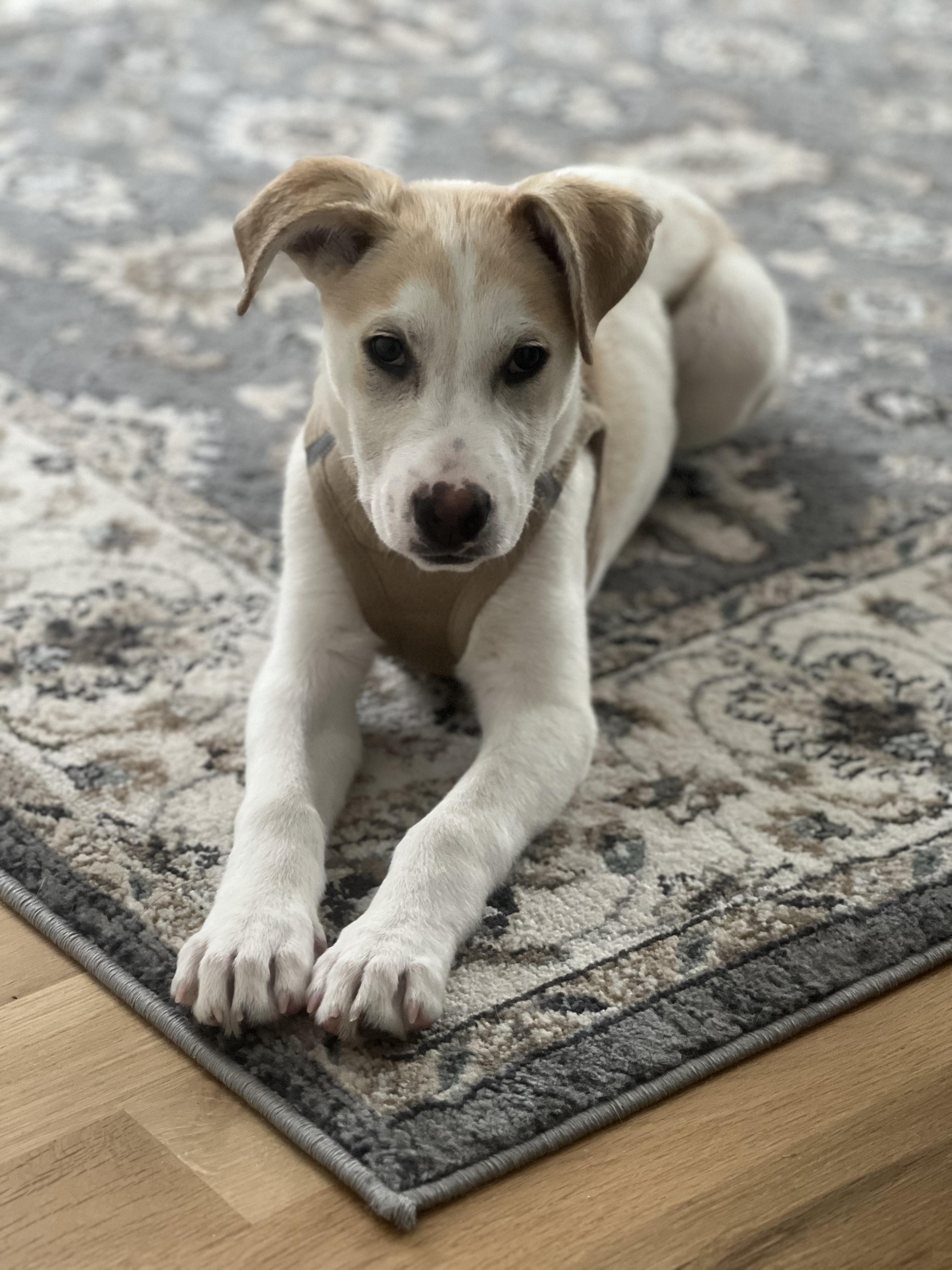 Dog for adoption - Kendra has been Adopted!, a Retriever & Shepherd Mix ...