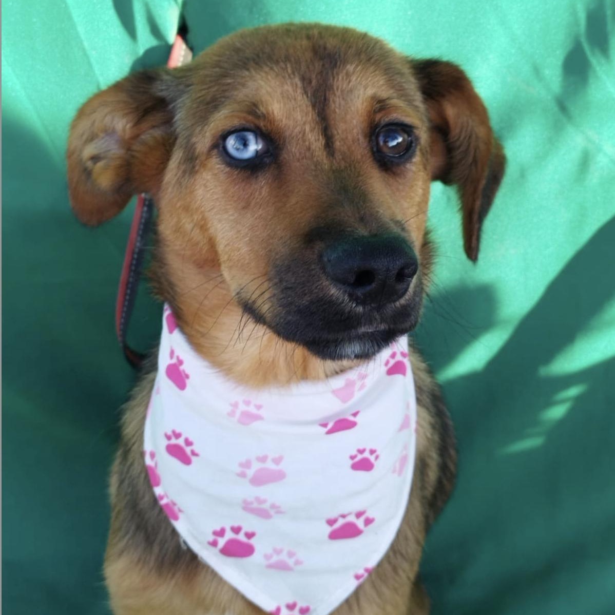 Dog for adoption - ELSA, a Terrier Mix in Rowland Heights, CA | Petfinder