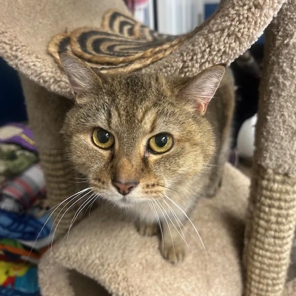 Cat for adoption - Queen Clarice, a Domestic Short Hair in Stanhope, NJ ...