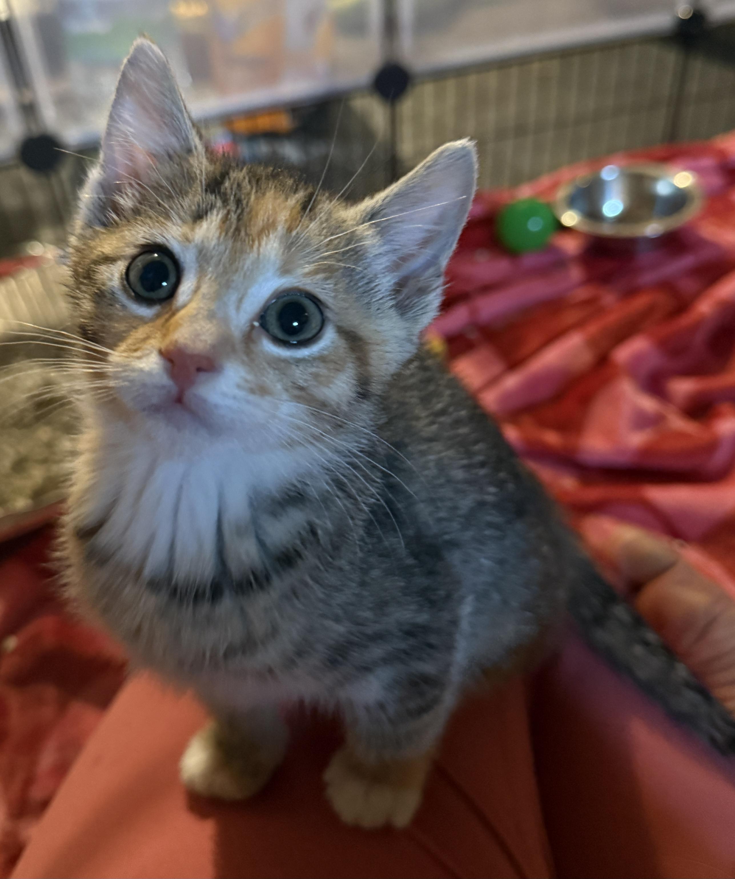 Cat for adoption - Fruity Pebbles, a Domestic Short Hair & Torbie Mix ...