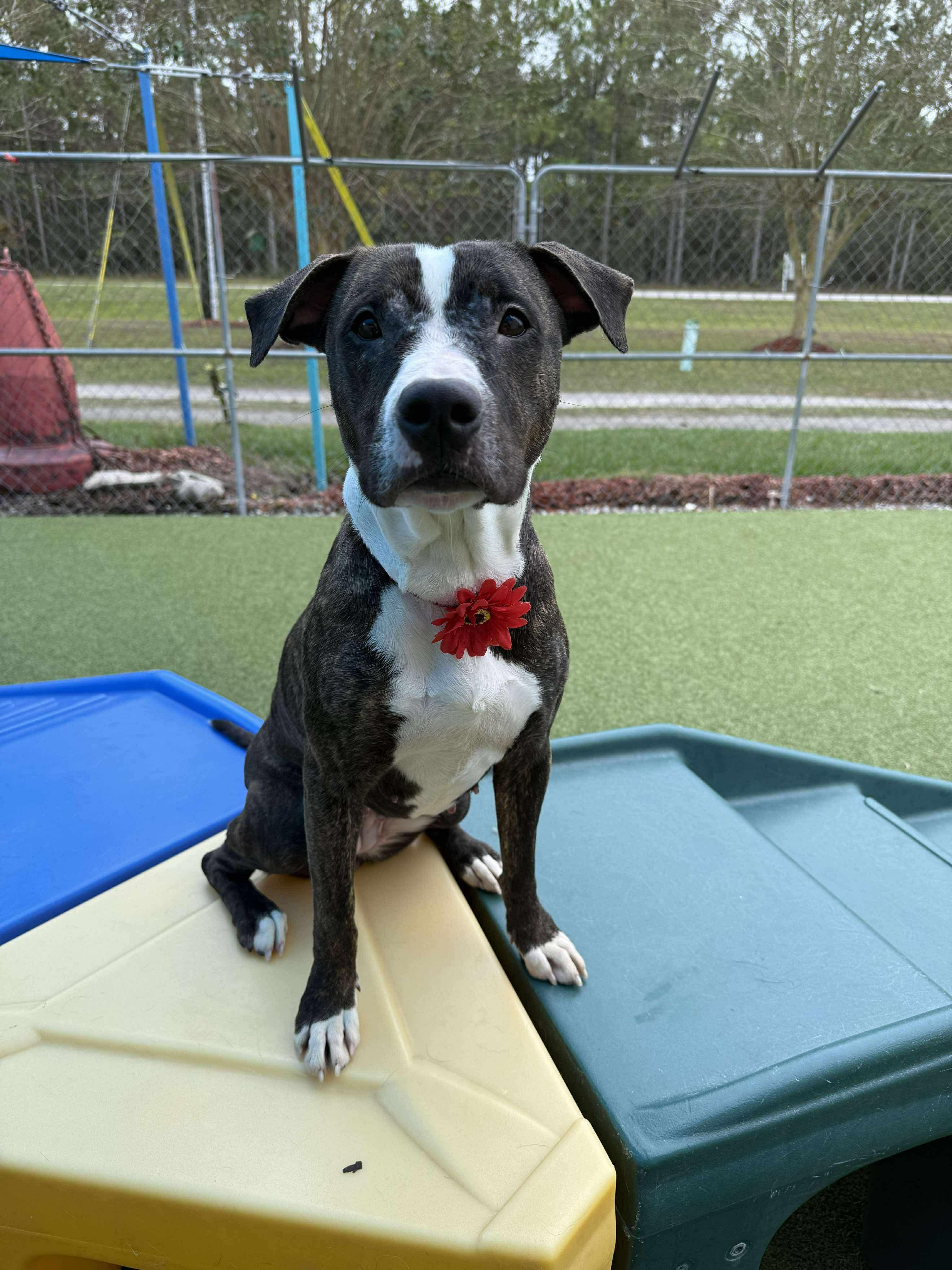 Dog for adoption - Ginny, a Mixed Breed in Sunset Bch, NC | Petfinder