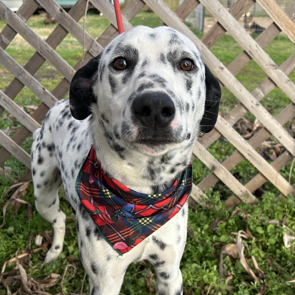 Sebastian in NH! Come Meet our Adoptable Dogs Wed-Sat, More Info in Bio ...