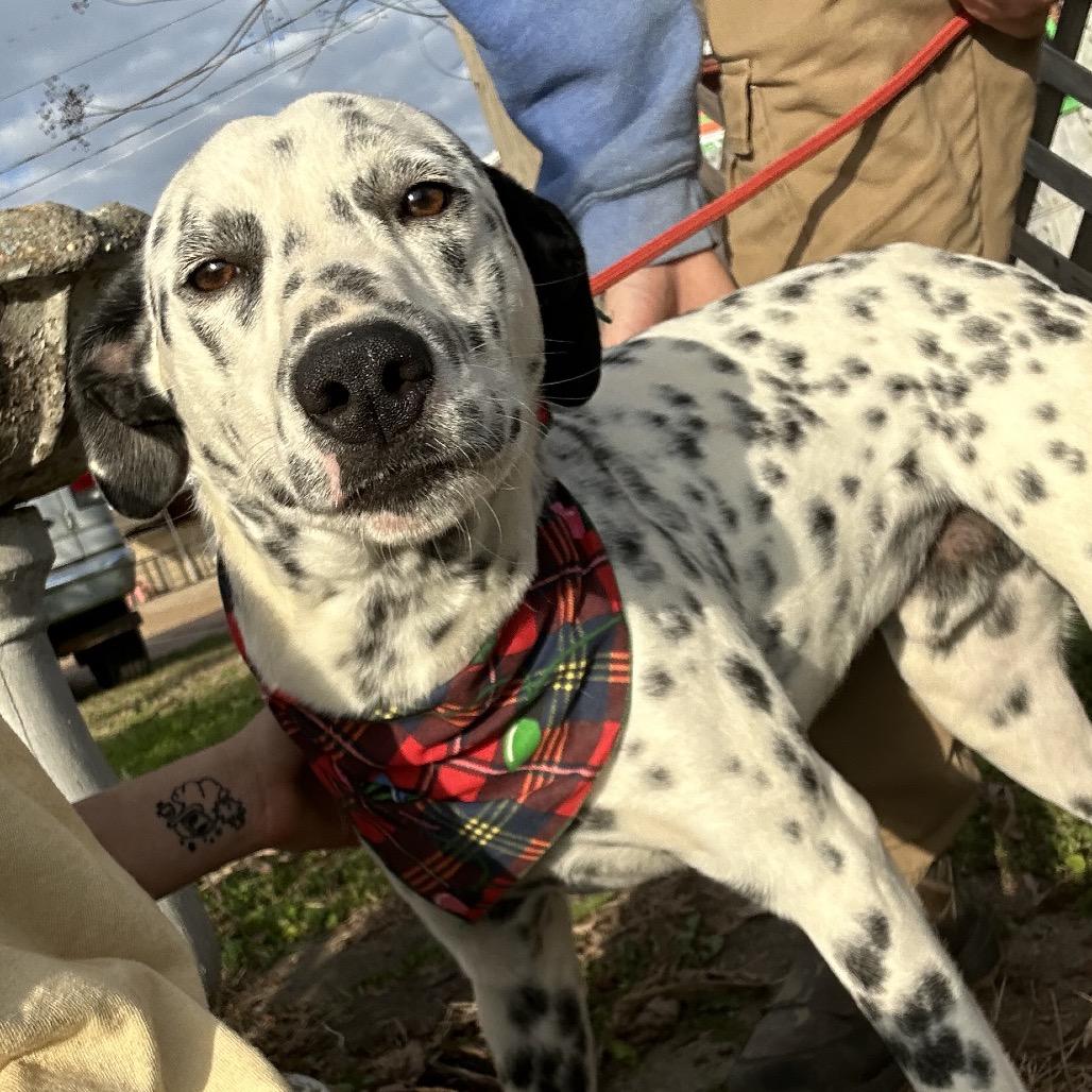 Sebastian in NH! Come Meet our Adoptable Dogs Wed-Sat, More Info in Bio ...