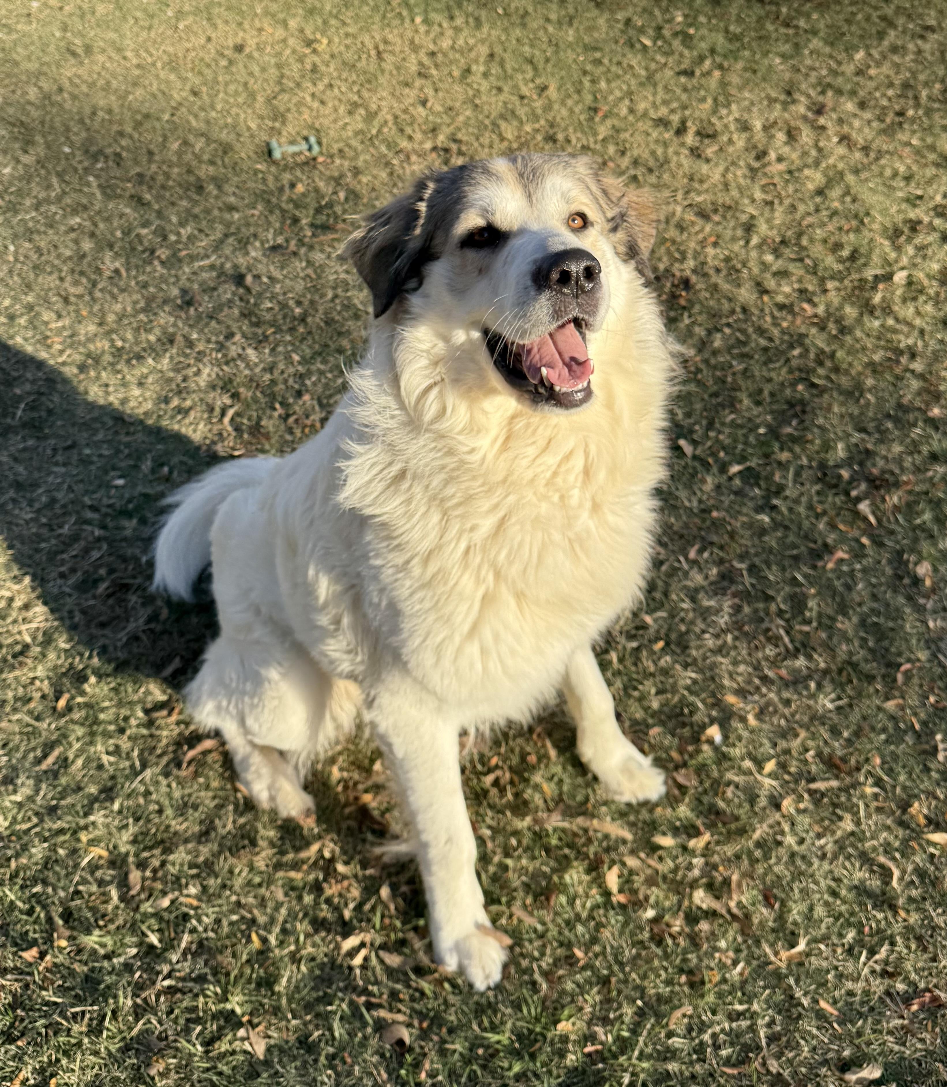 Dog for adoption - Yeti, a Great Pyrenees in Denver, CO | Petfinder
