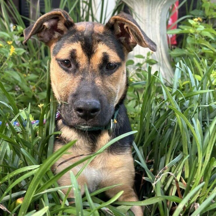 Dog for adoption - Dean, a Boxer & Labrador Retriever Mix in Provo, UT ...