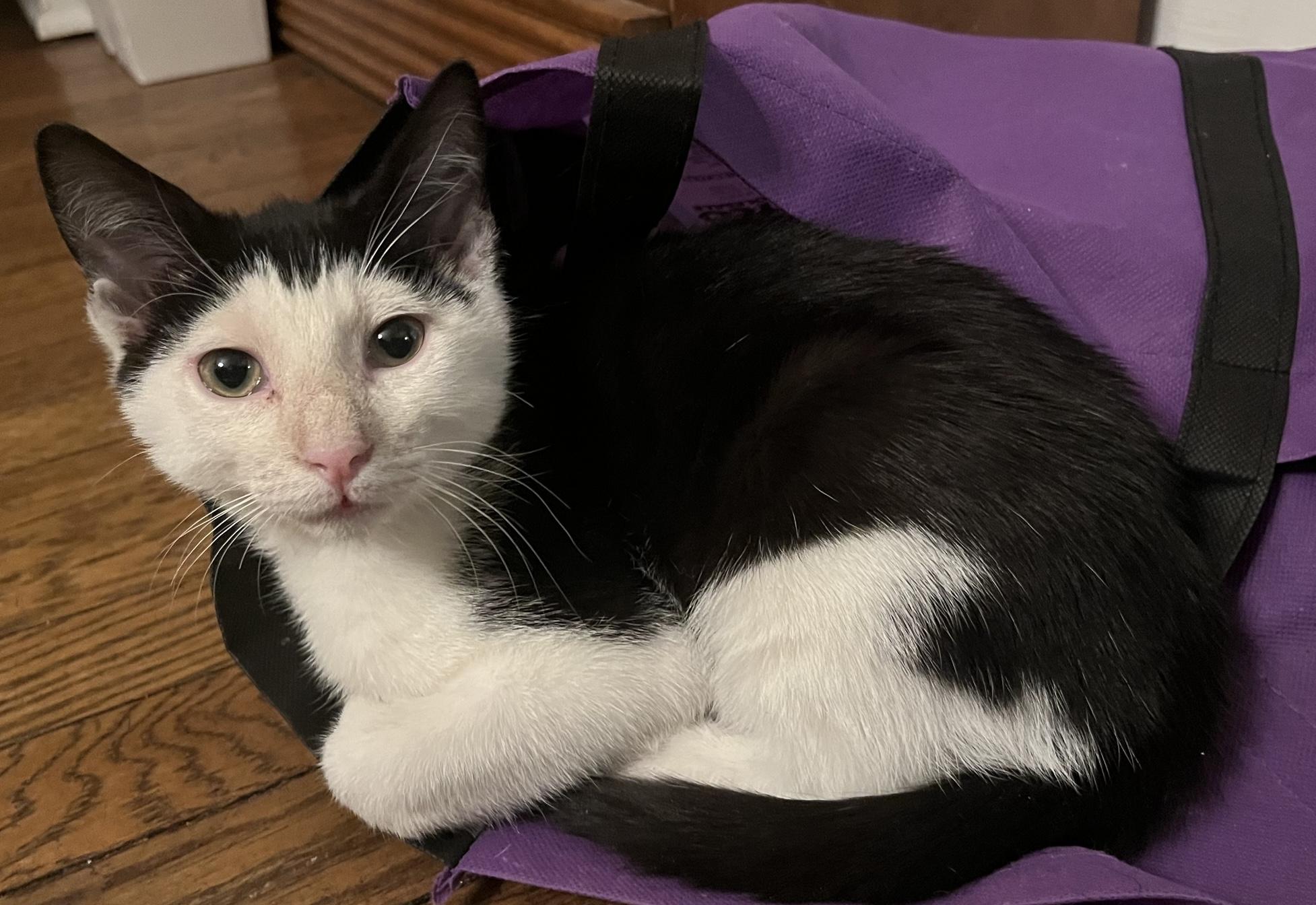 Cat for adoption - Willet - lots of fun!, a Domestic Short Hair in East ...