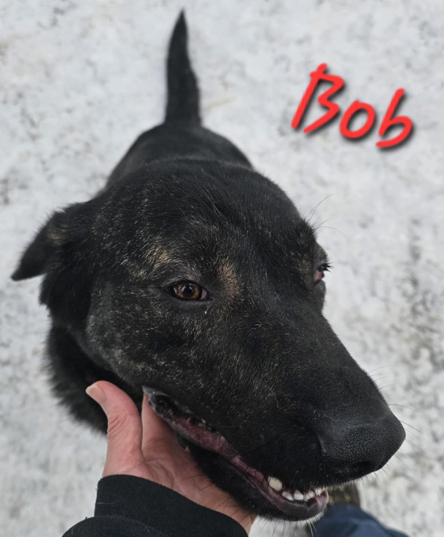 Dog for adoption - Bob, a Labrador Retriever Mix in Libby, MT | Petfinder