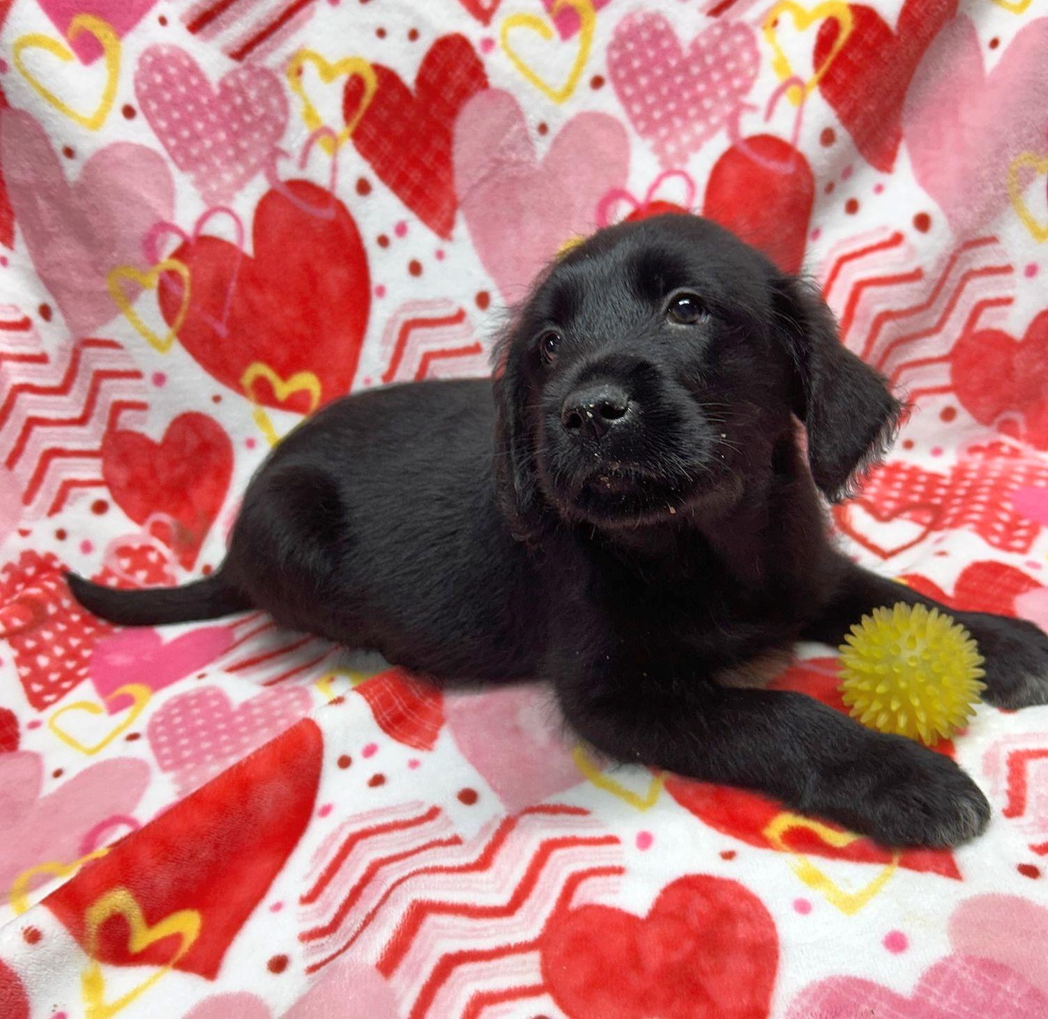 DEREK (Ohiosdrescue@gmail.com) - Adoptable Pet | Petfinder | Petfinder
