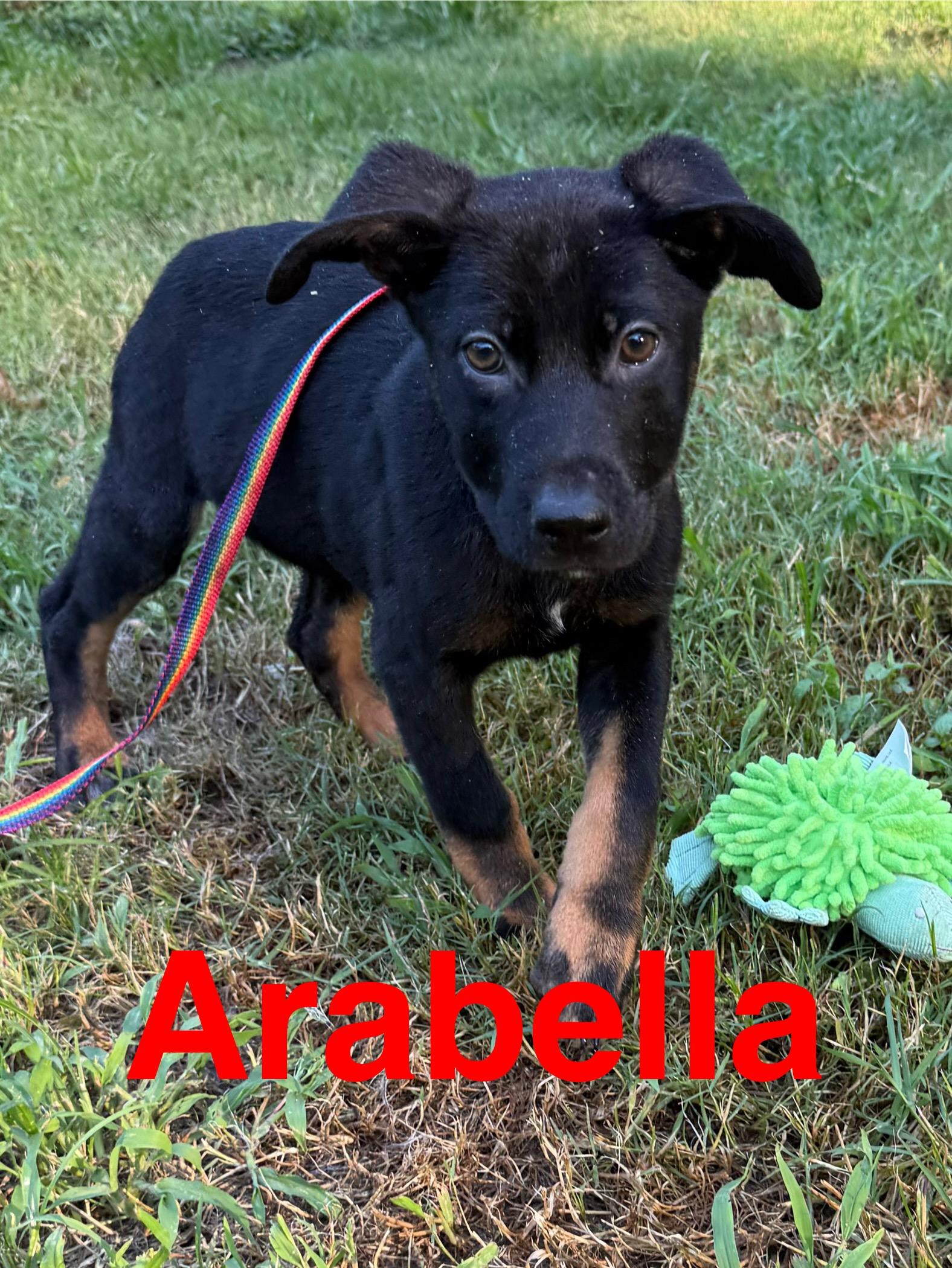Dog for adoption - Arabella and Anna, a German Shepherd Dog ...