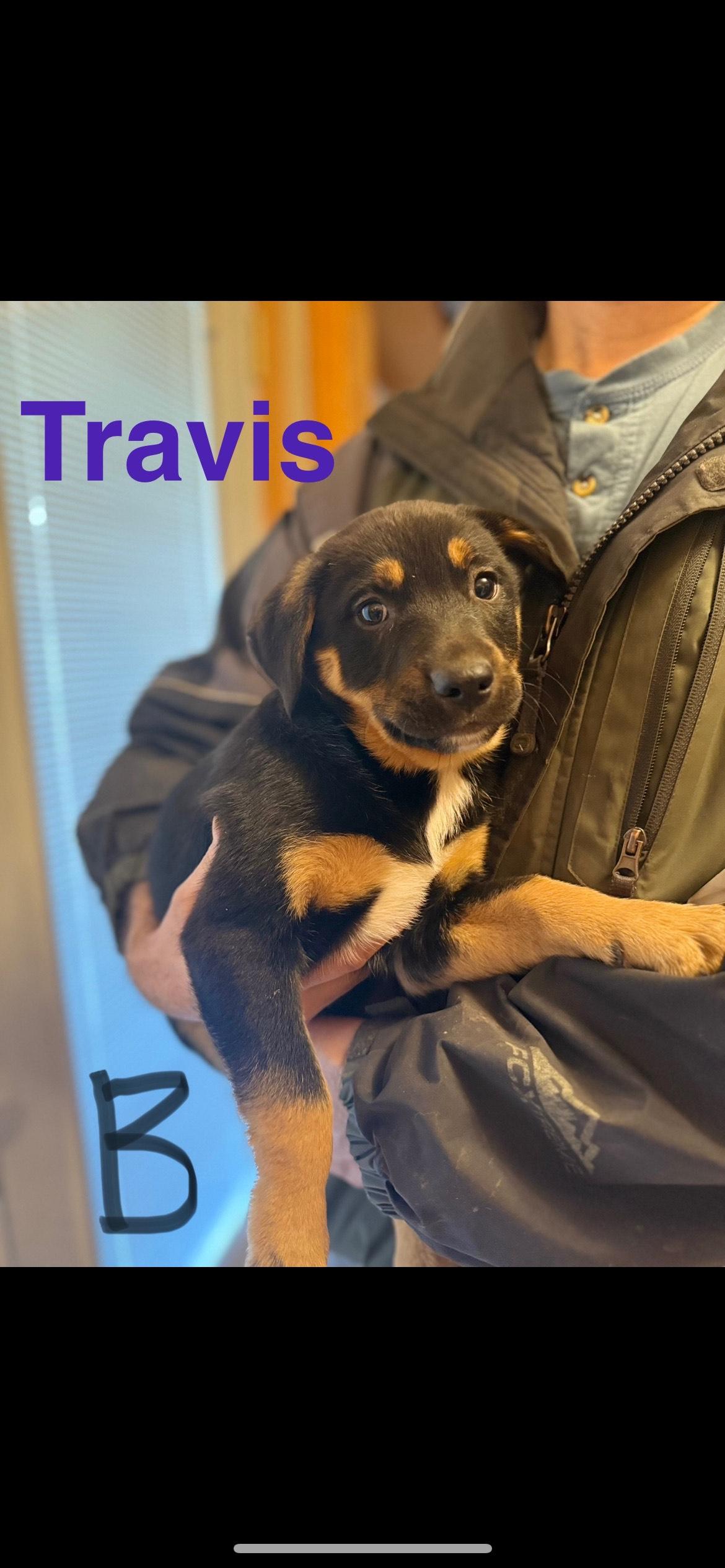 Dog for adoption - Travis, a Mixed Breed in Arnold, MO | Petfinder