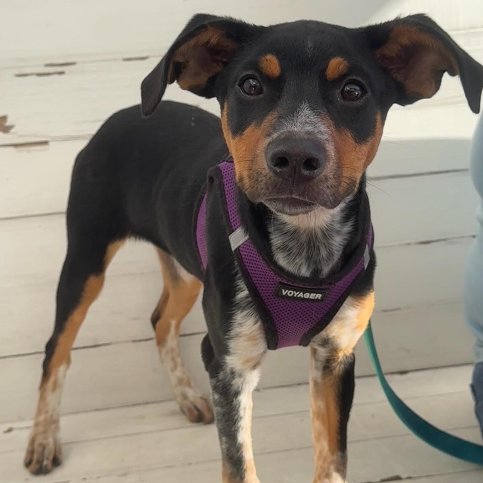 Dog for adoption - Amren, a Coonhound Mix in Portland, OR | Petfinder