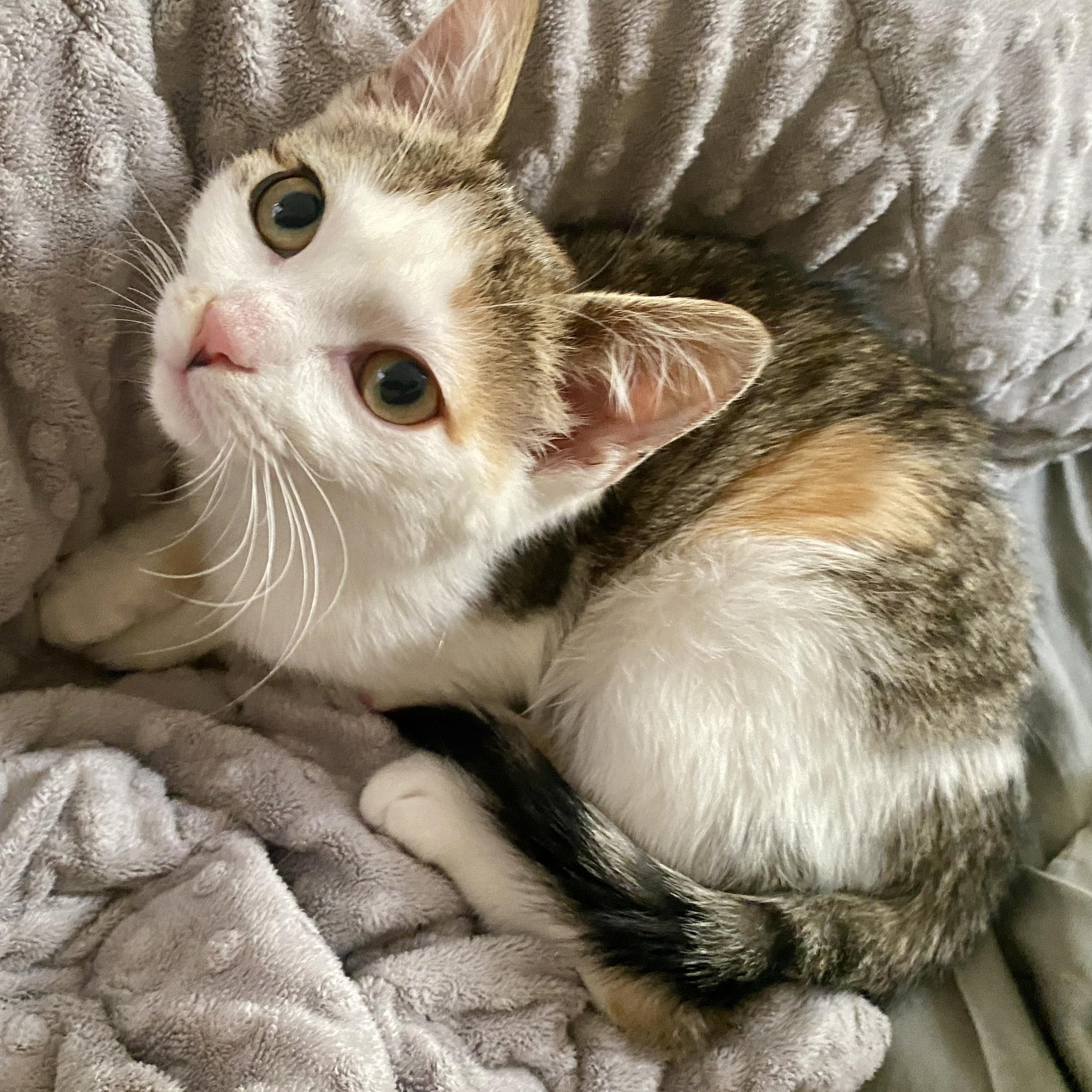 Cat for adoption - Orla, a Calico & Dilute Calico Mix in Long Island ...