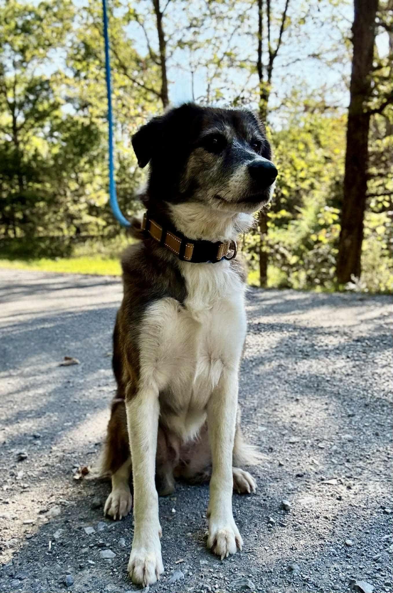 Dog for adoption - SHEILA, an Australian Cattle Dog / Blue Heeler Mix ...