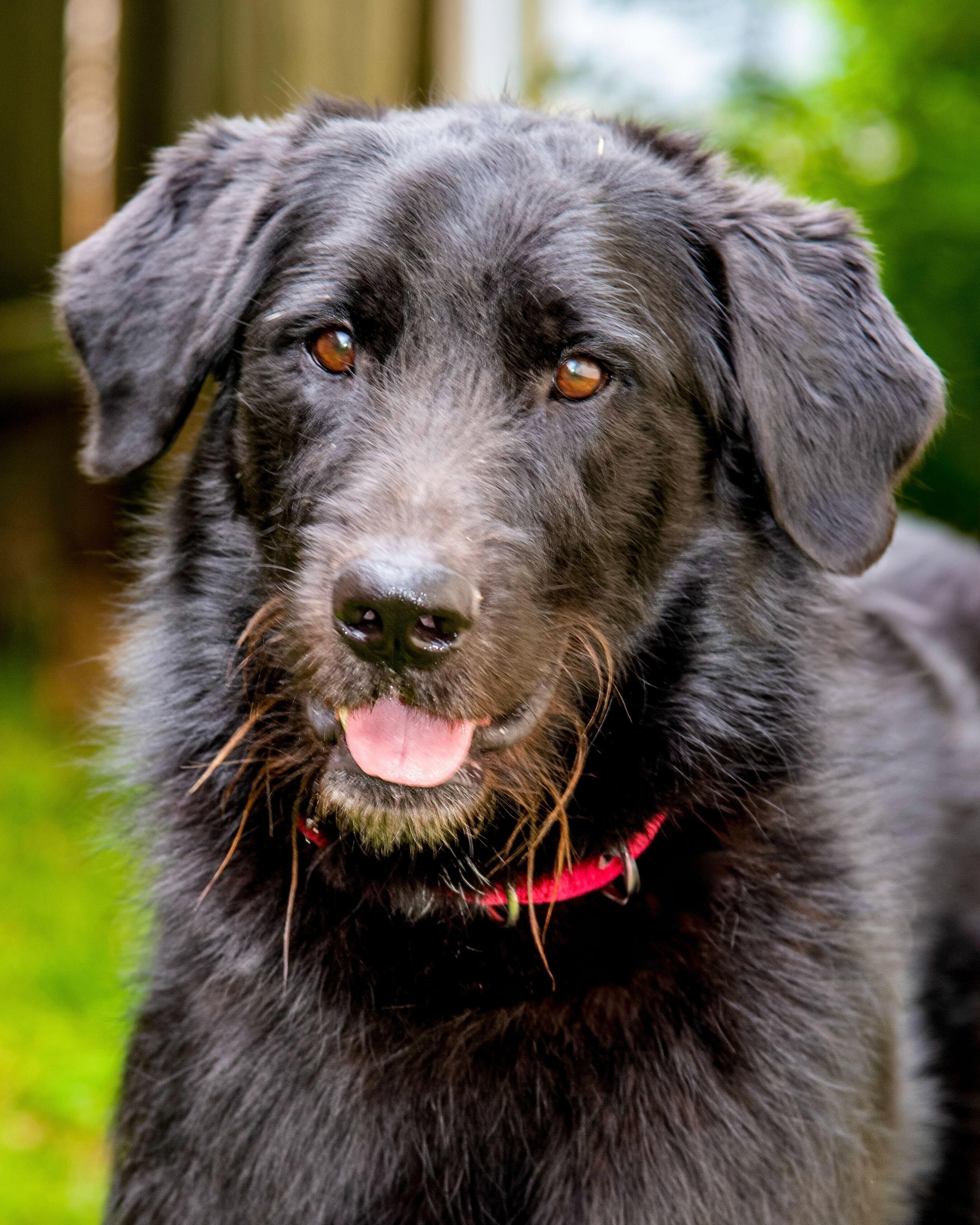 Dog for adoption - Flipper, a Bearded Collie Mix in Hagerstown, MD ...