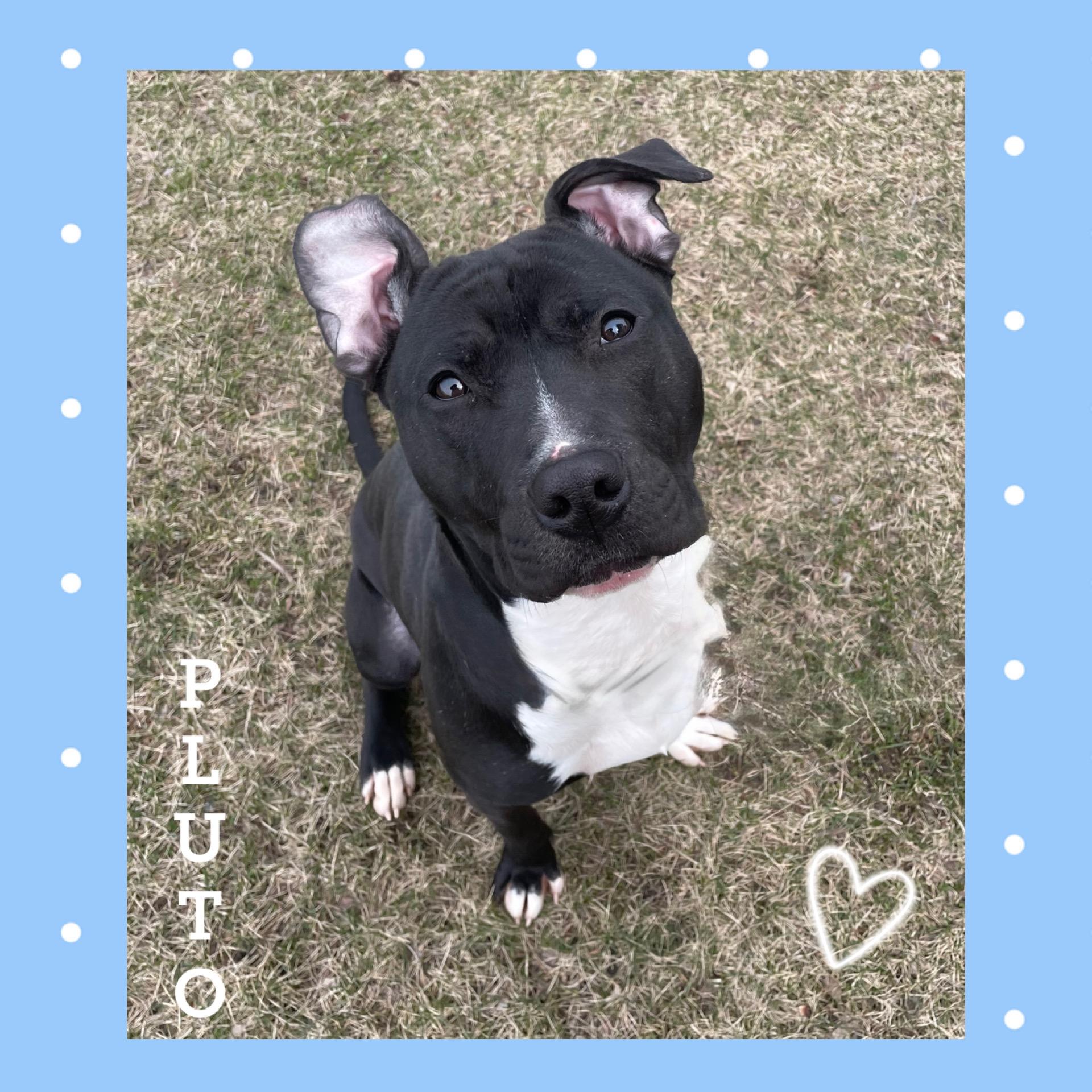 Dog for adoption - Pluto, a Pit Bull Terrier Mix in Mokena, IL | Petfinder