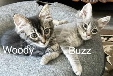 Cat for adoption - BuzzJ & WoodyJ, a Domestic Medium Hair in Fair Oaks ...
