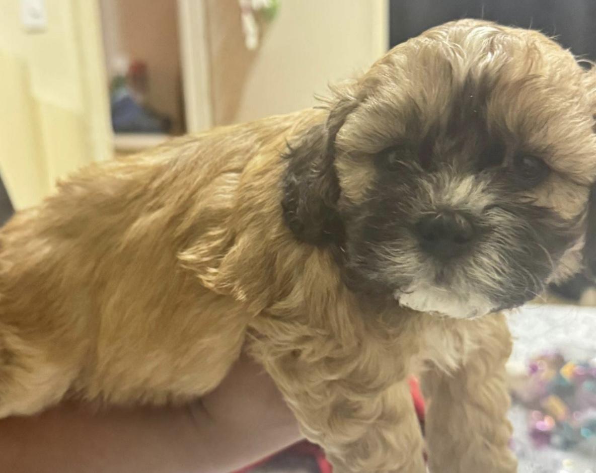 Dog for adoption - Jimmy, a Shih poo in Floral Park, NY | Petfinder