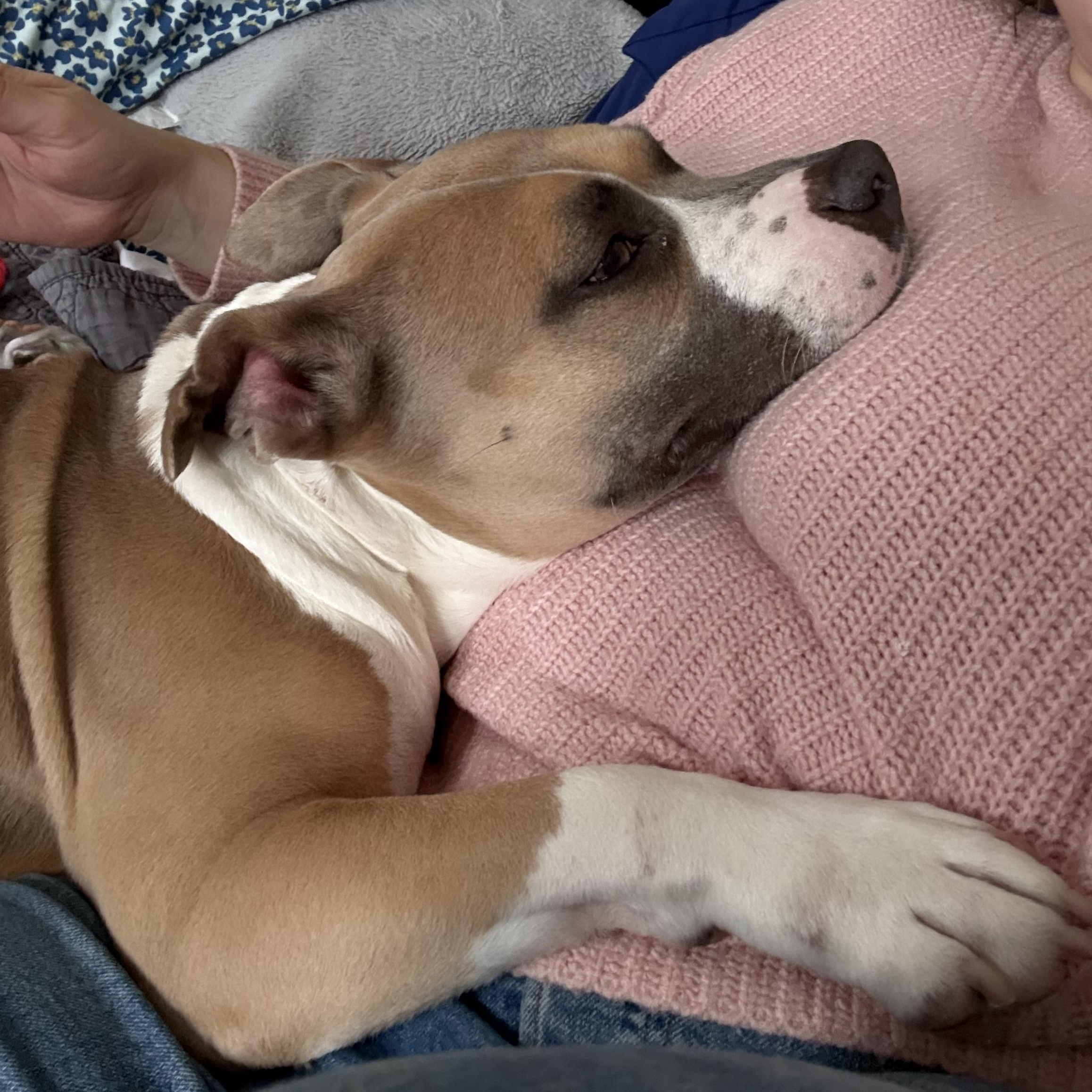 Loganberry - Adoptable Pet | Petfinder | Petfinder