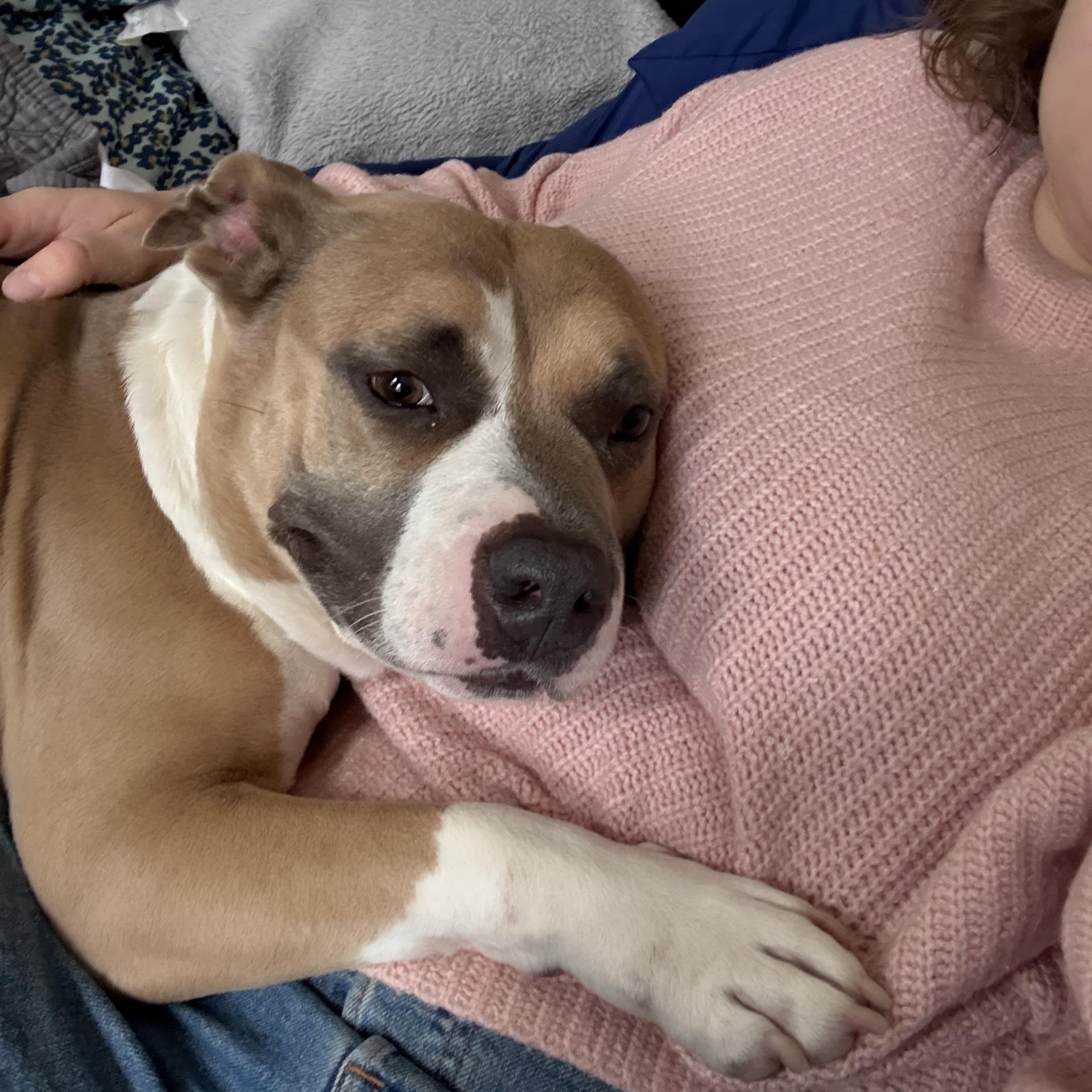 Loganberry - Adoptable Pet | Petfinder | Petfinder