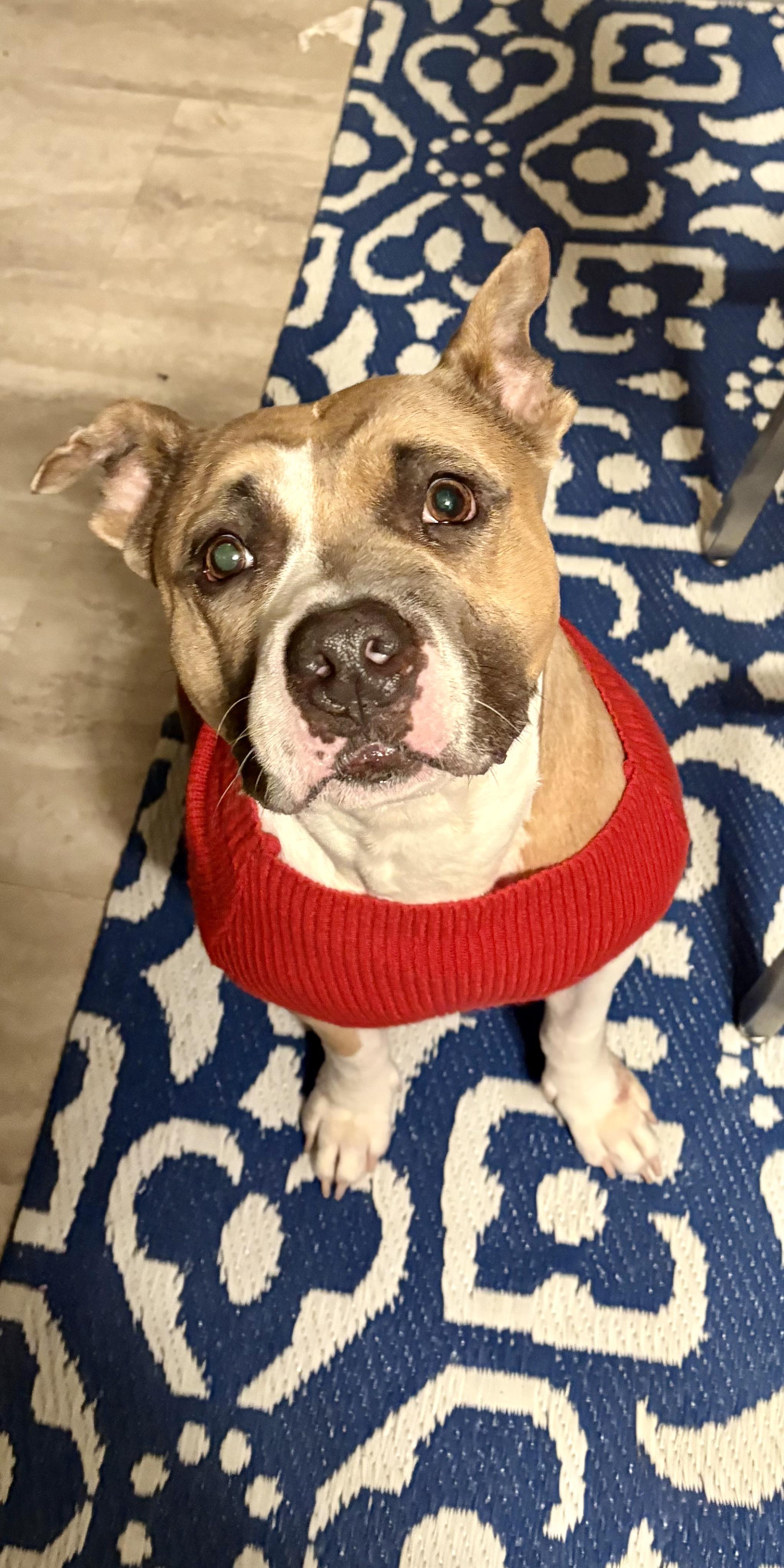 Loganberry - Adoptable Pet | Petfinder | Petfinder