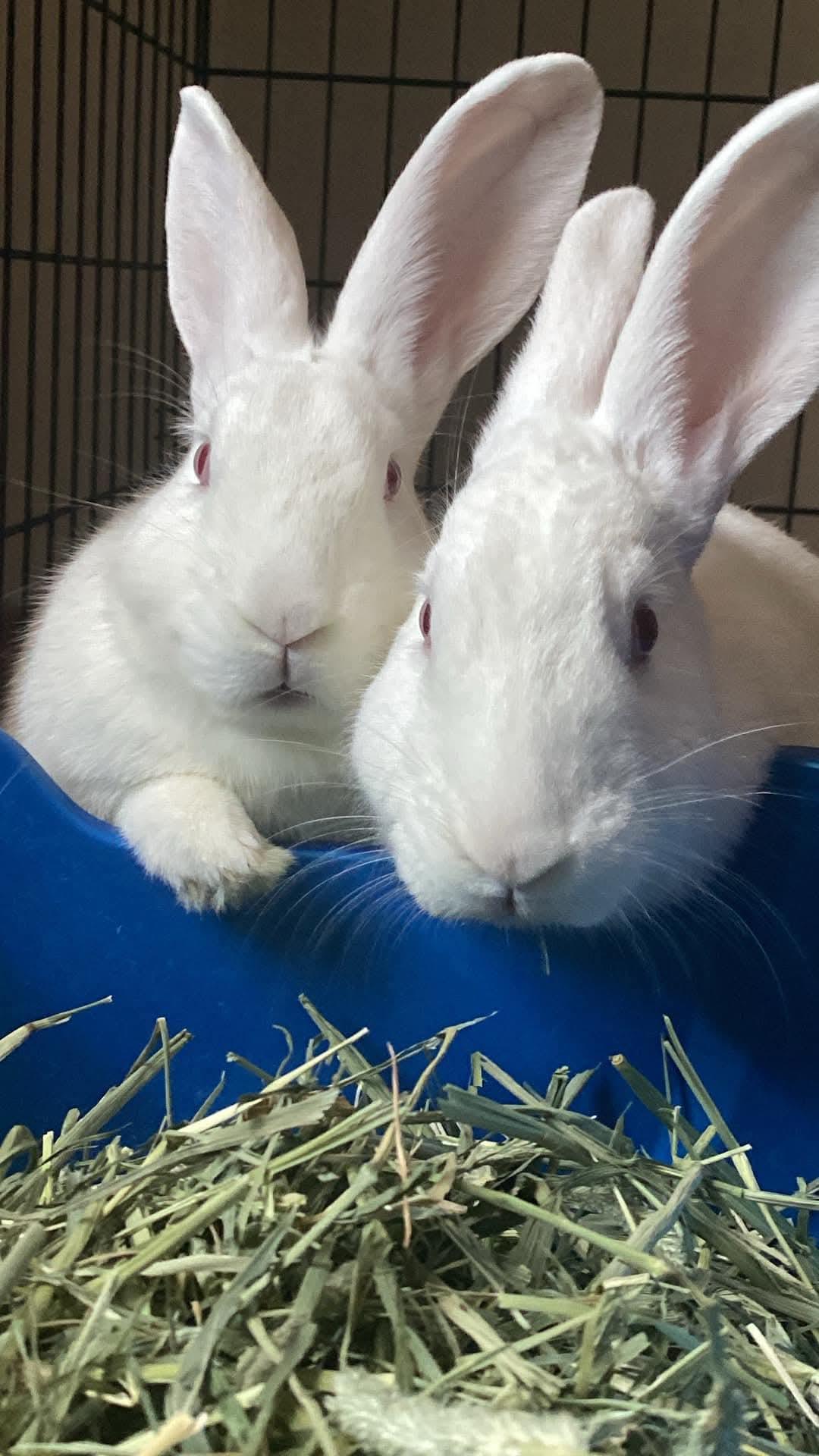 Rabbit for adoption - Christina Agul-Hare-A & Janis Hoplin, a New ...