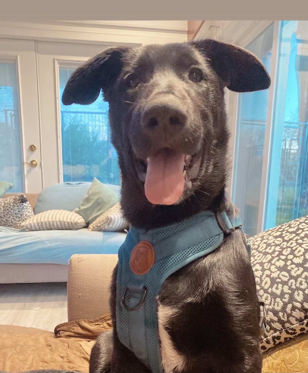 Dog for adoption - Keegan, a German Shepherd Dog & Labrador Retriever Mix in Davis, CA | Petfinder