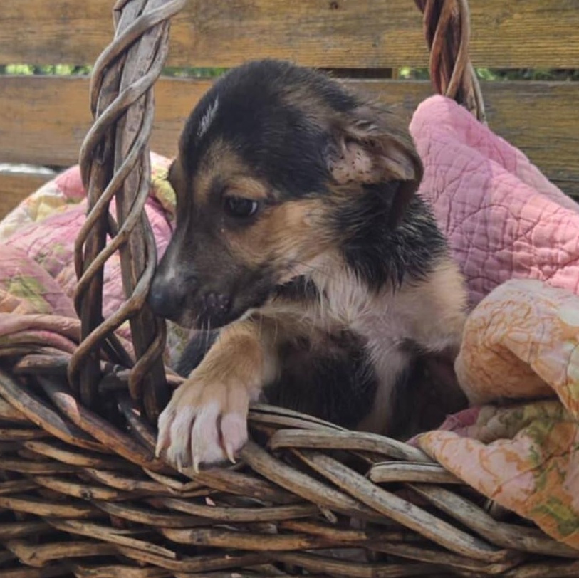 Dog for adoption - Poppy, a German Shepherd Dog & Labrador Retriever ...