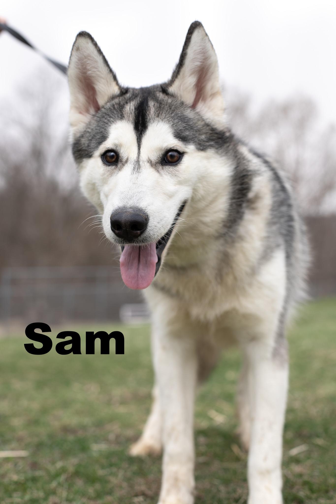 Dog for adoption - Sam, a Husky in Macomb, IL | Petfinder