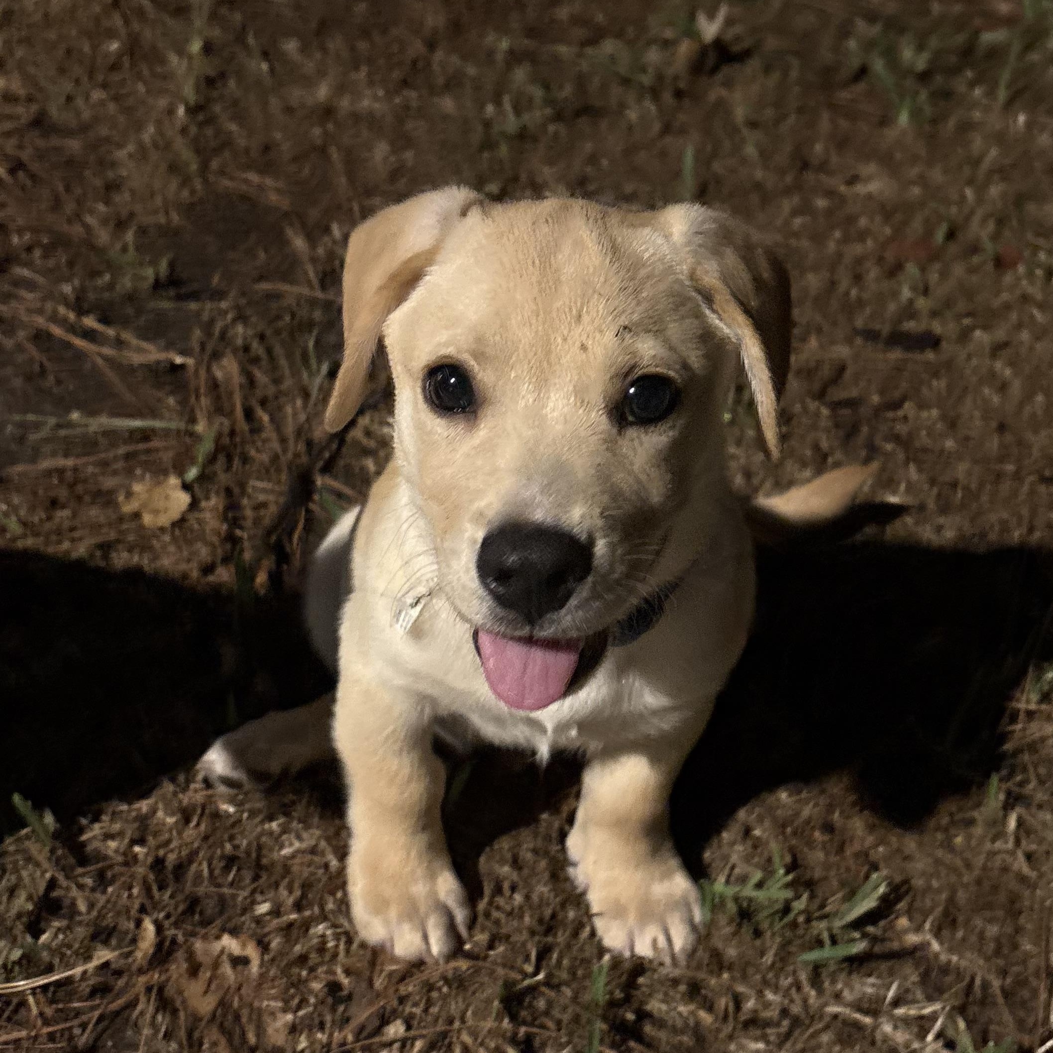 Dog for adoption - Brisket, a Yellow Labrador Retriever & Pug Mix in ...