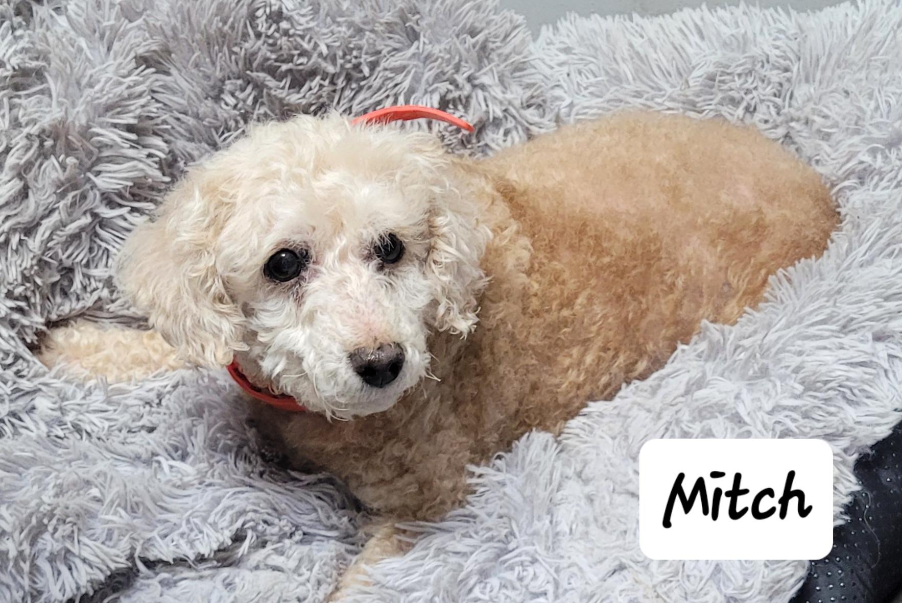 Dog for adoption - Mitch, a Poodle in Urbana, OH | Petfinder