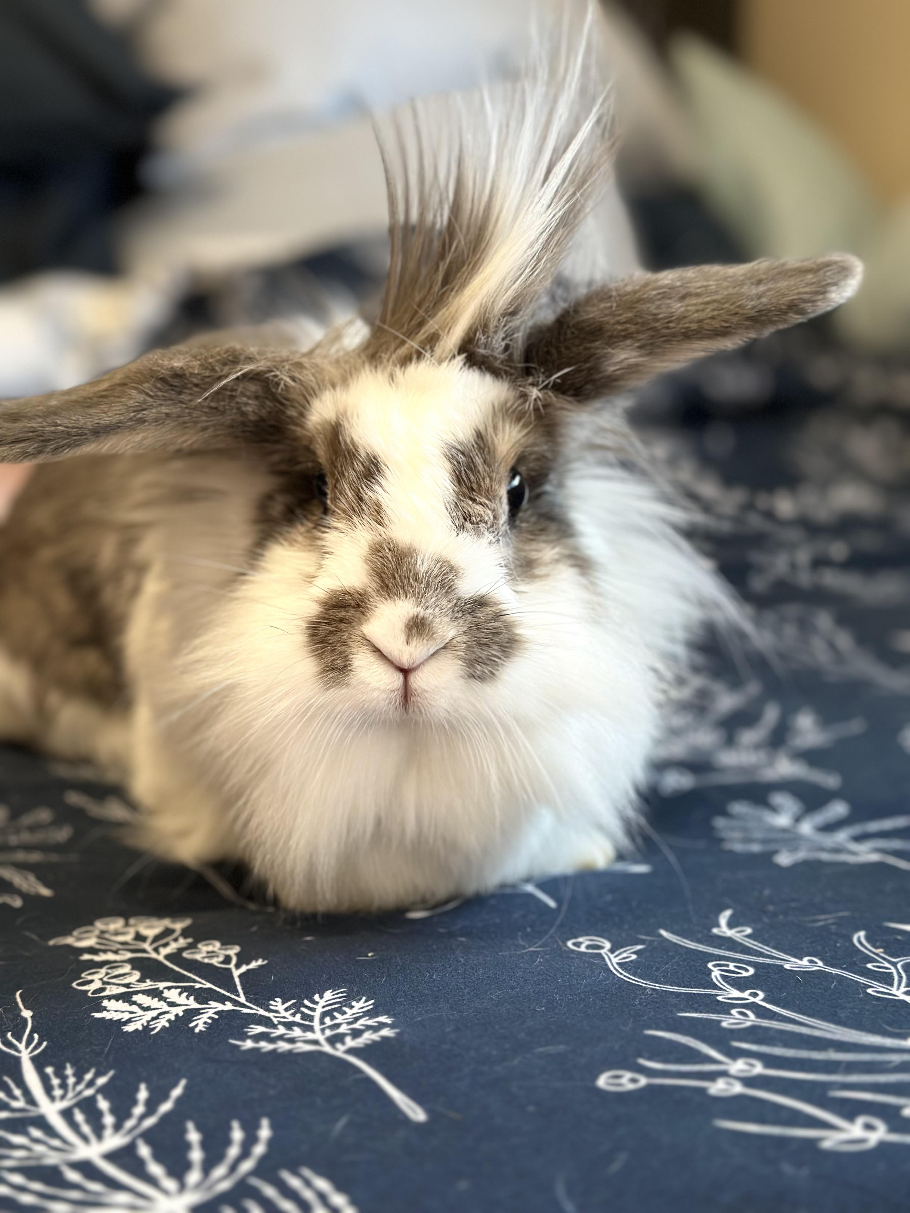 Rabbit for adoption - Princess, a Lionhead in Gig Harbor, WA | Petfinder