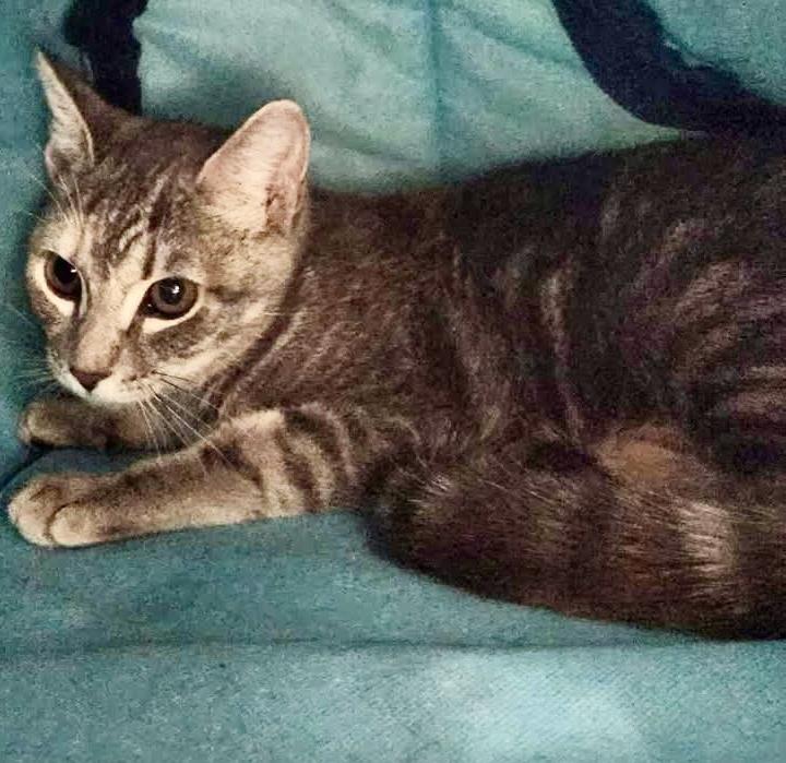 Cat for adoption - Lilac, a Dilute Tortoiseshell & Bengal Mix in New ...