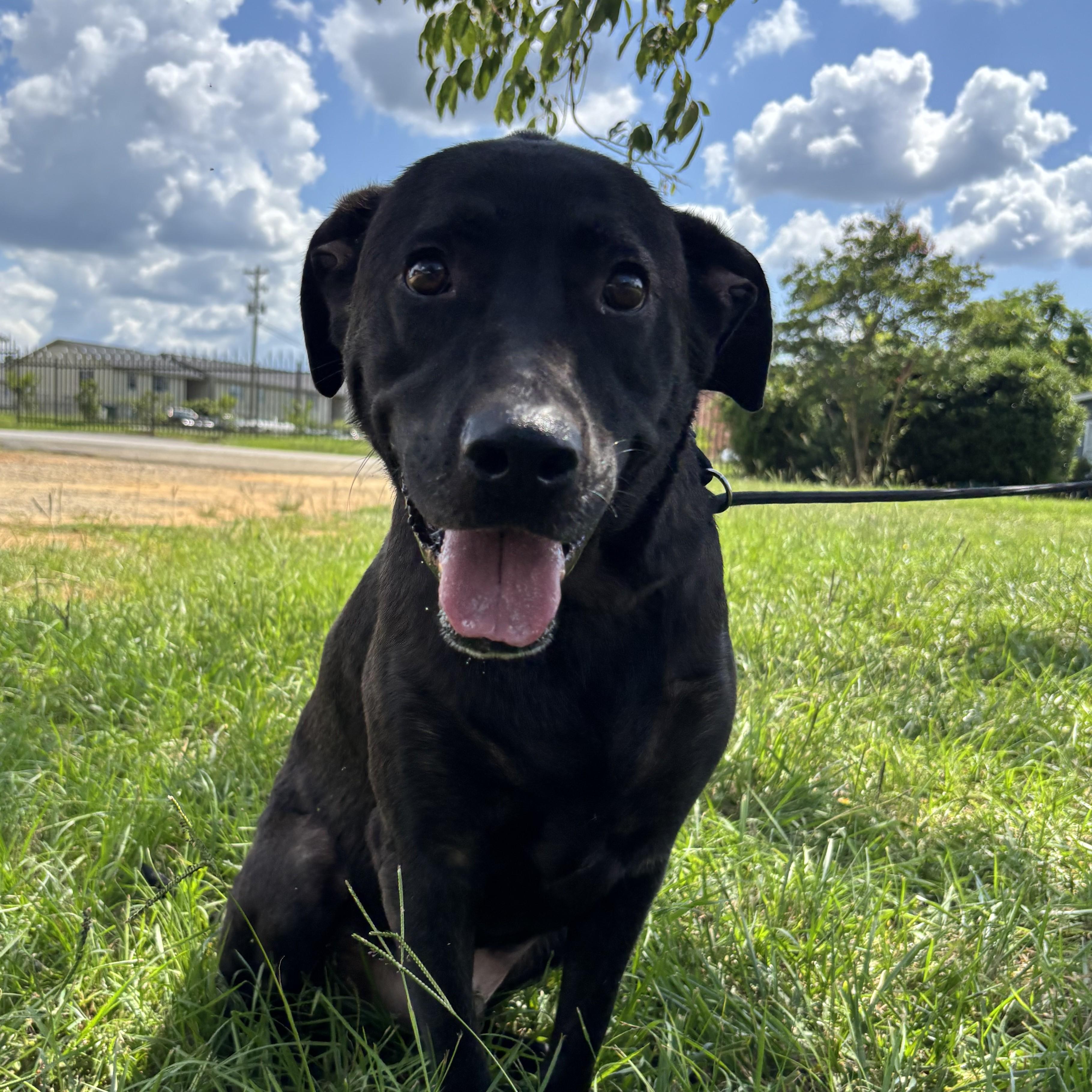 Dog for adoption - Bruce, a Labrador Retriever Mix in Milford, CT | Petfinder